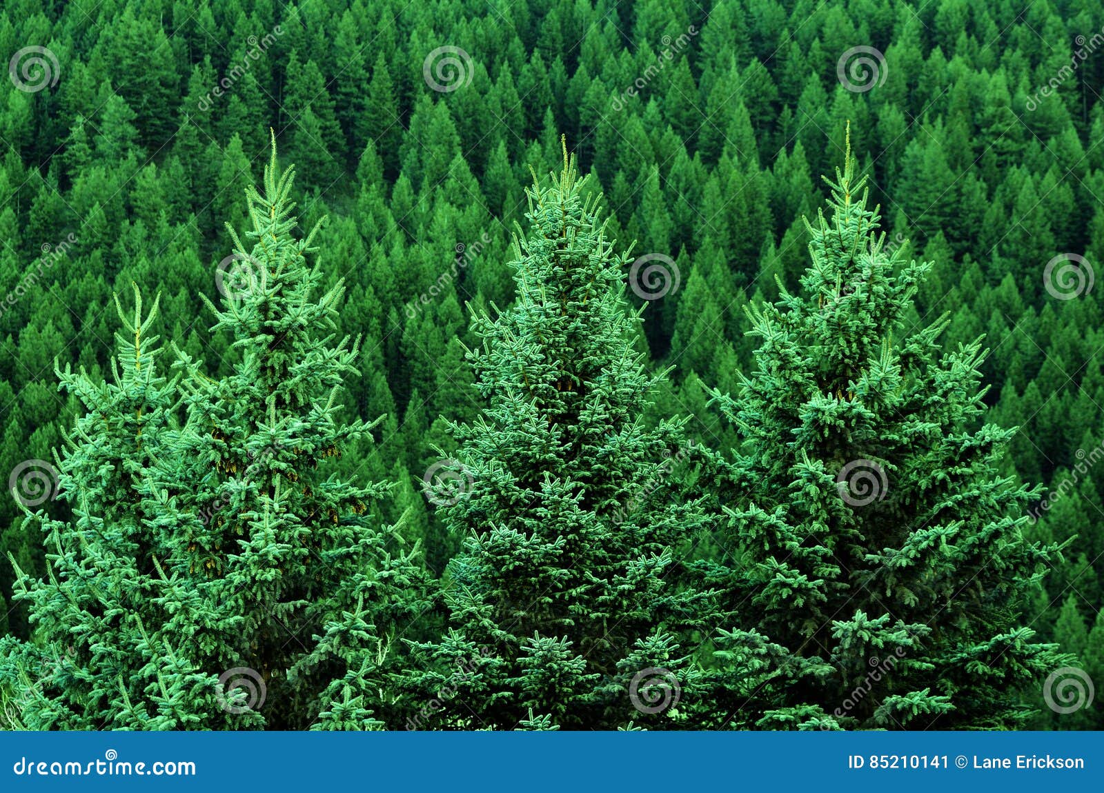 Forest of Pine Trees in Wilderness Mountains Stock Image - Image of ...