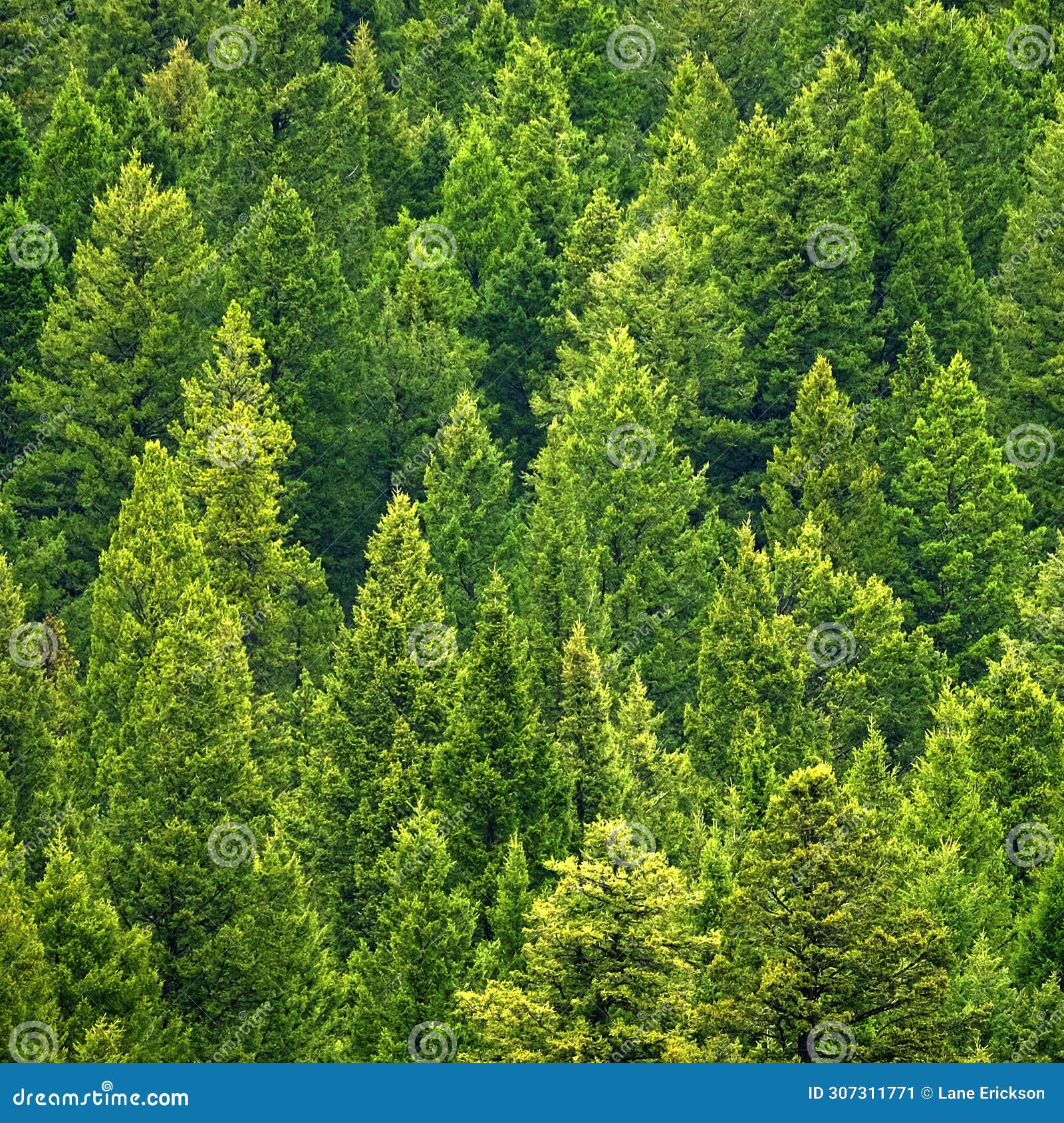 Forest of Pine Trees in Wilderness Mountains Rugged Green Growth Flush ...