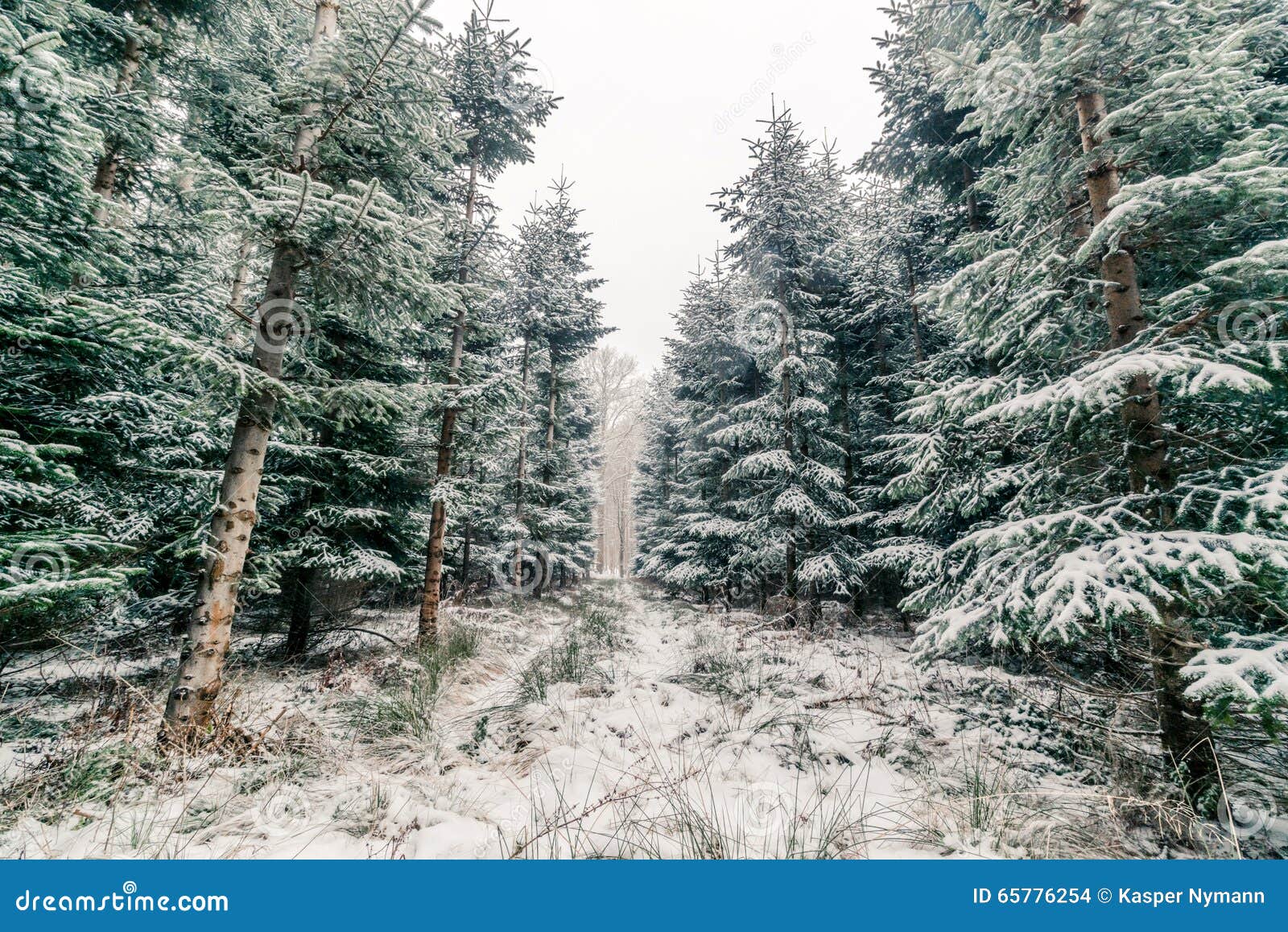 Forest with Pine Trees in the Winter Stock Photo - Image of landscape ...