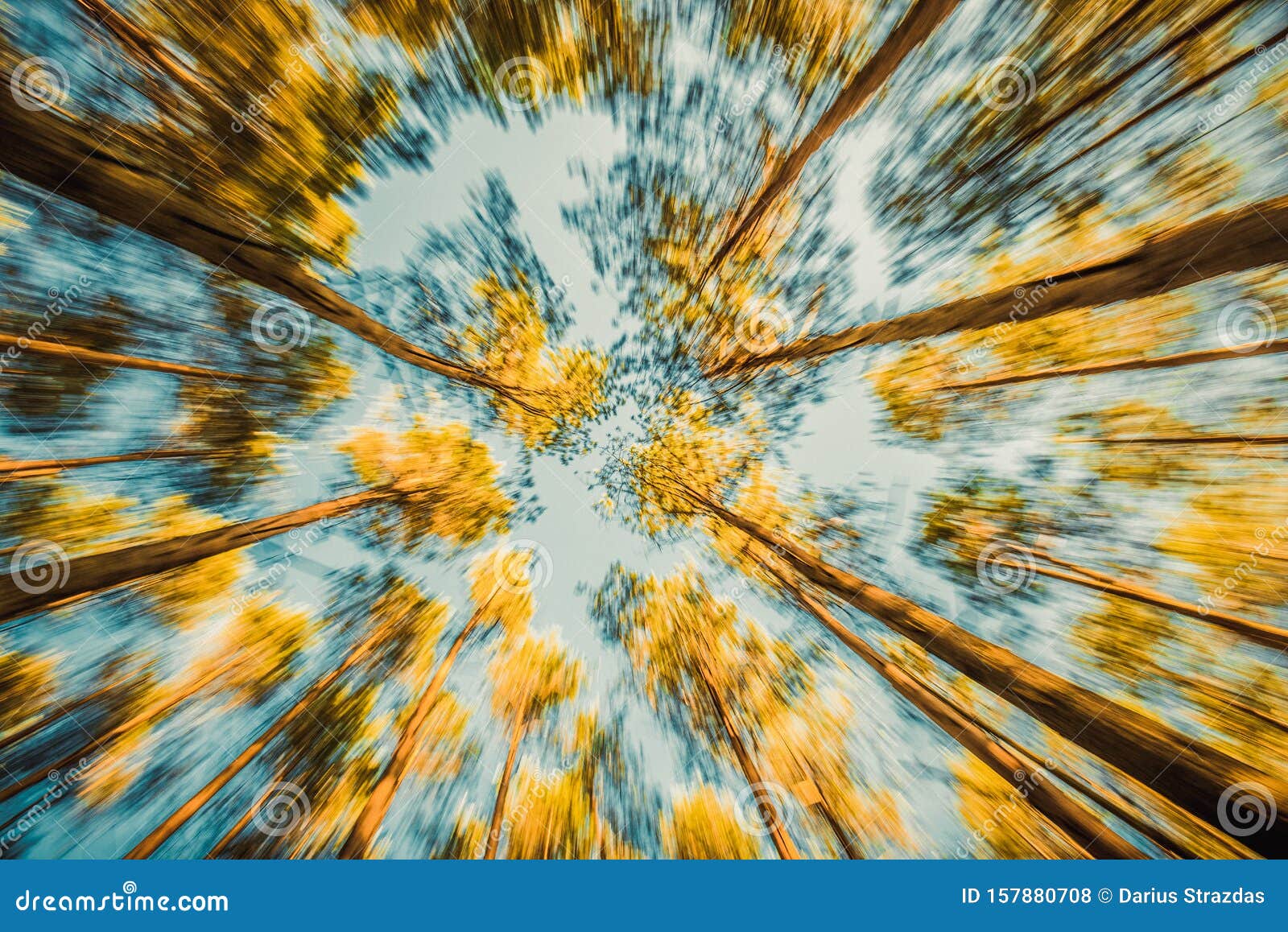 Forest of Pines, Low Angle Zoom in Effect Stock Photo - Image of zoom ...