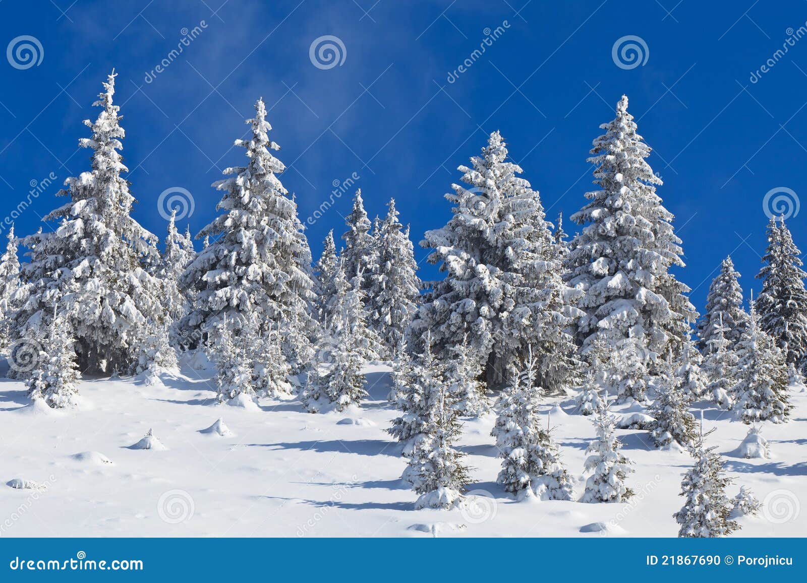 Forest with Pines in Winter Stock Photo - Image of beautiful, forest ...