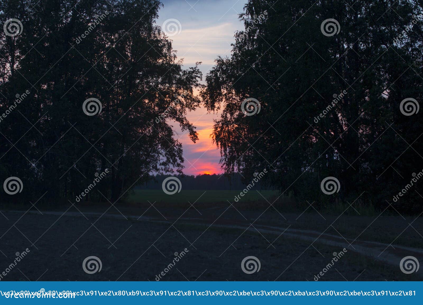 Forest pink sunset stock image. Image of pink, abstract - 126348355