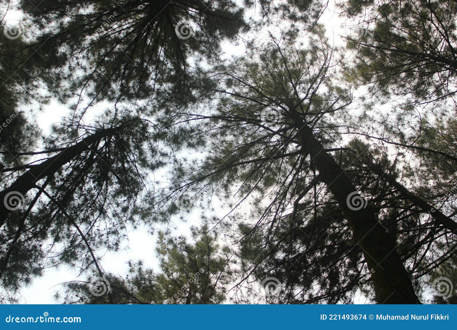 Forest Pinus Hills at Bogor Indonesia Stock Photo - Image of hills ...
