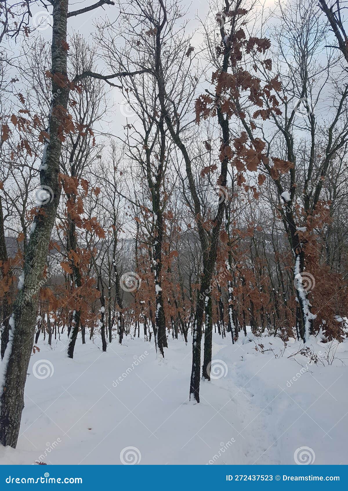 Forest & snow stock image. Image of freezing, snow - 272437523