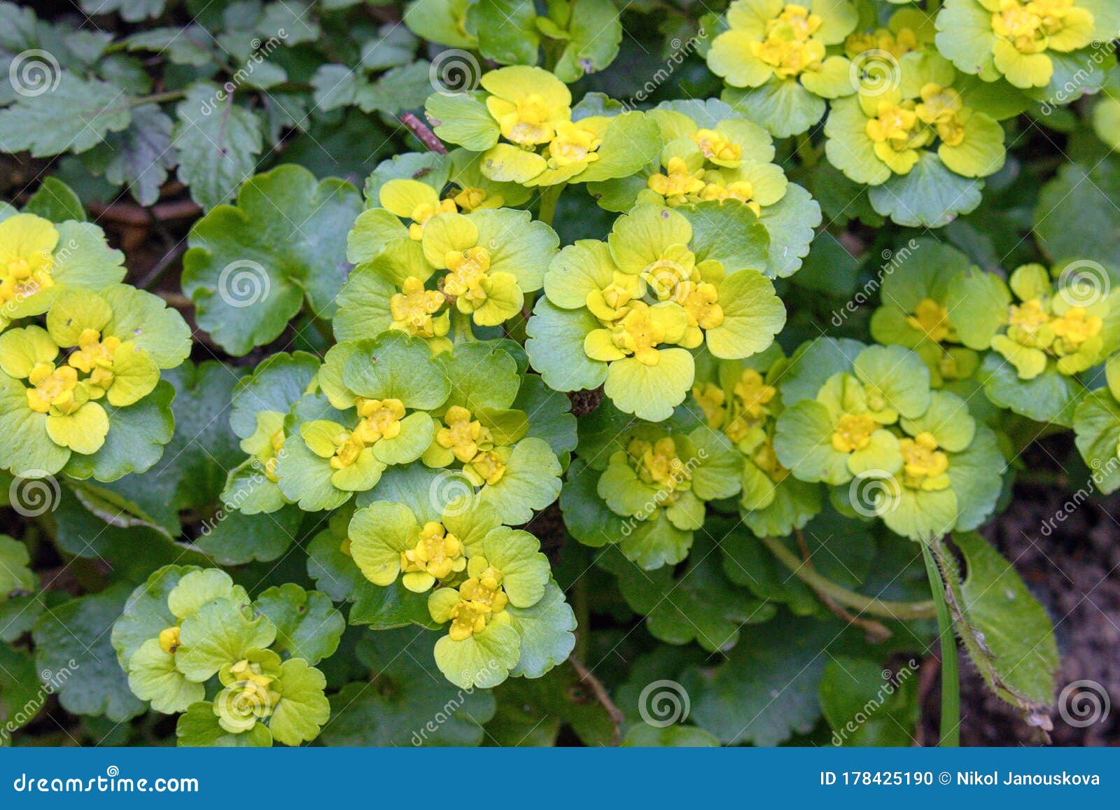 Forest Plant, Chrysosplenium Oppositifolium L., Wild Flower, Plant ...