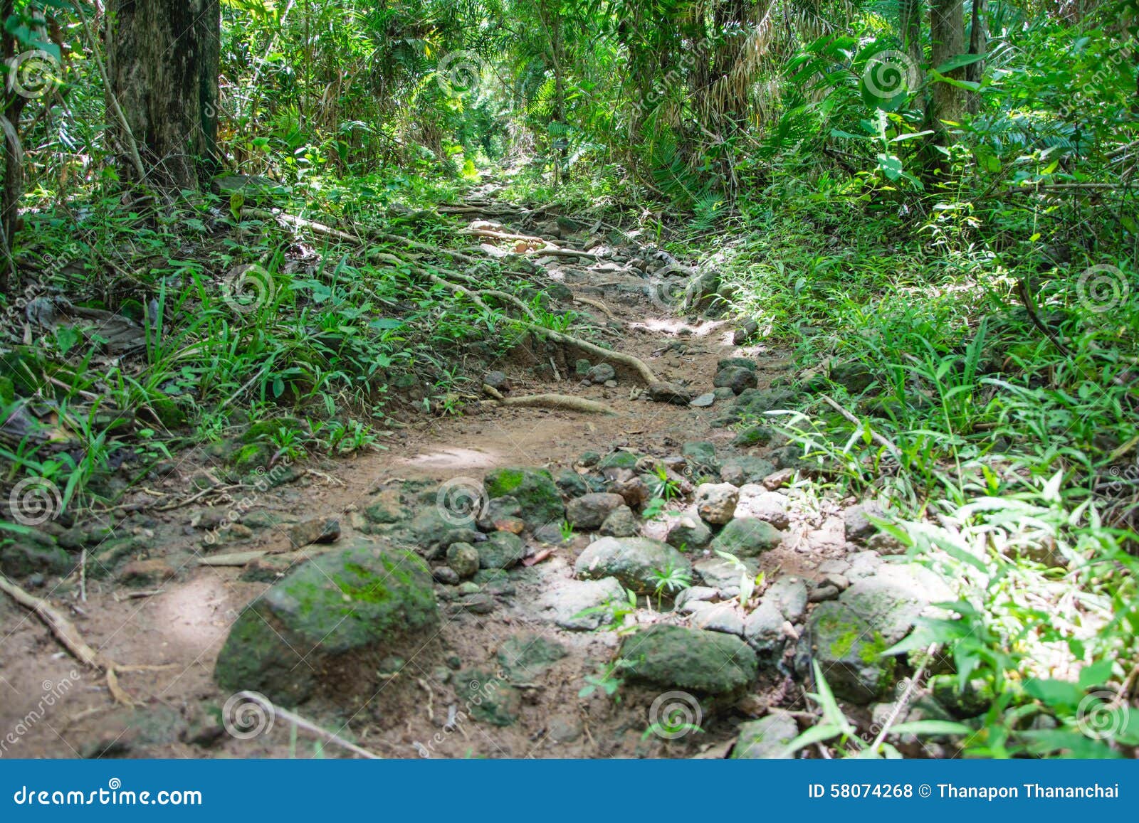 Forest and plant stock photo. Image of rock, thailand - 58074268