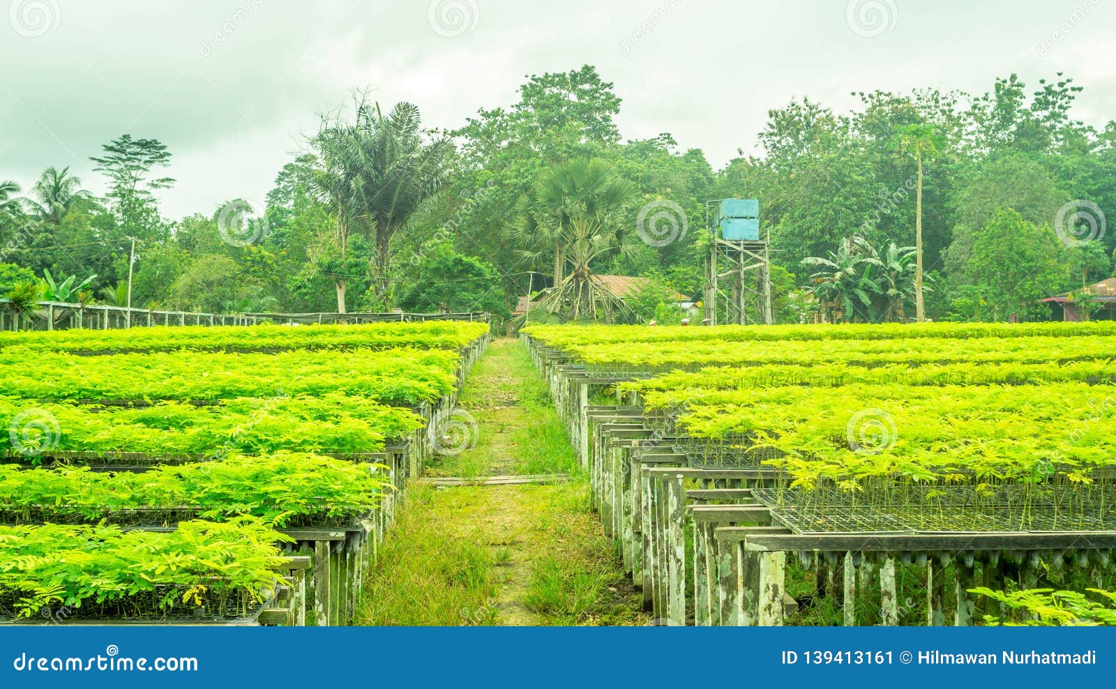 Forest Plant Seedling in the Nursery. Stock Image - Image of nursery ...