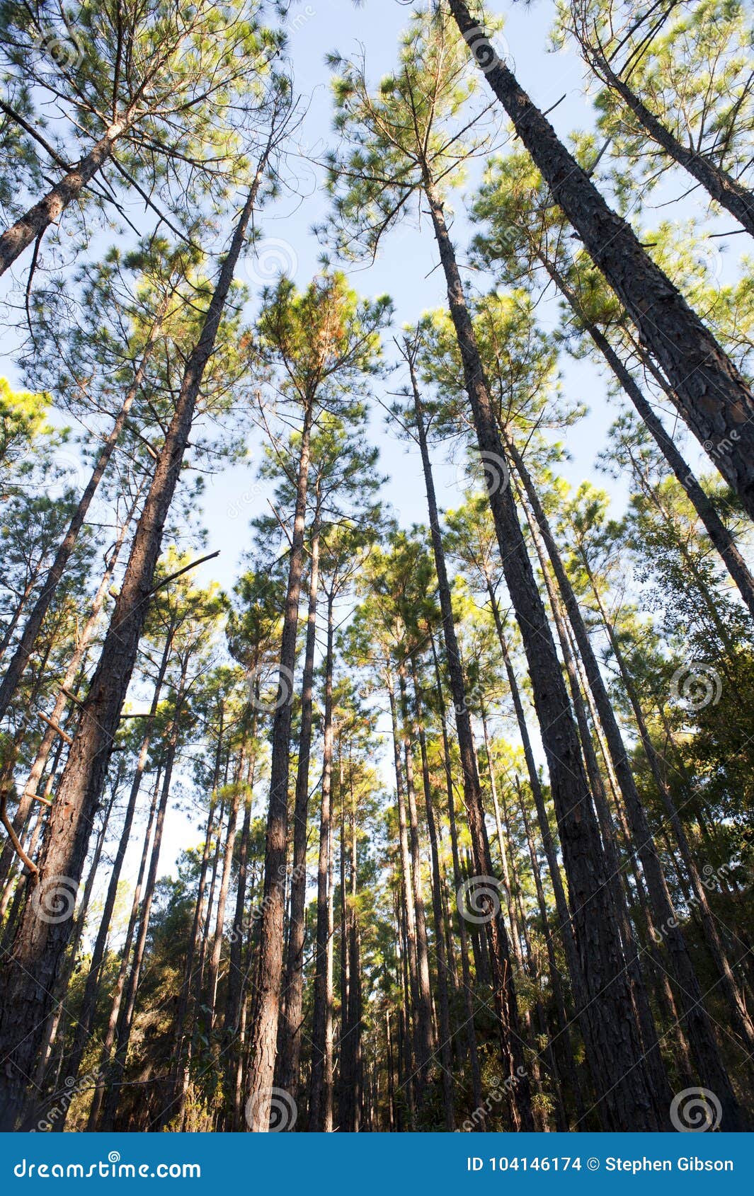 Forest Plantation of Thin Tall Trees Stock Photo - Image of crown ...