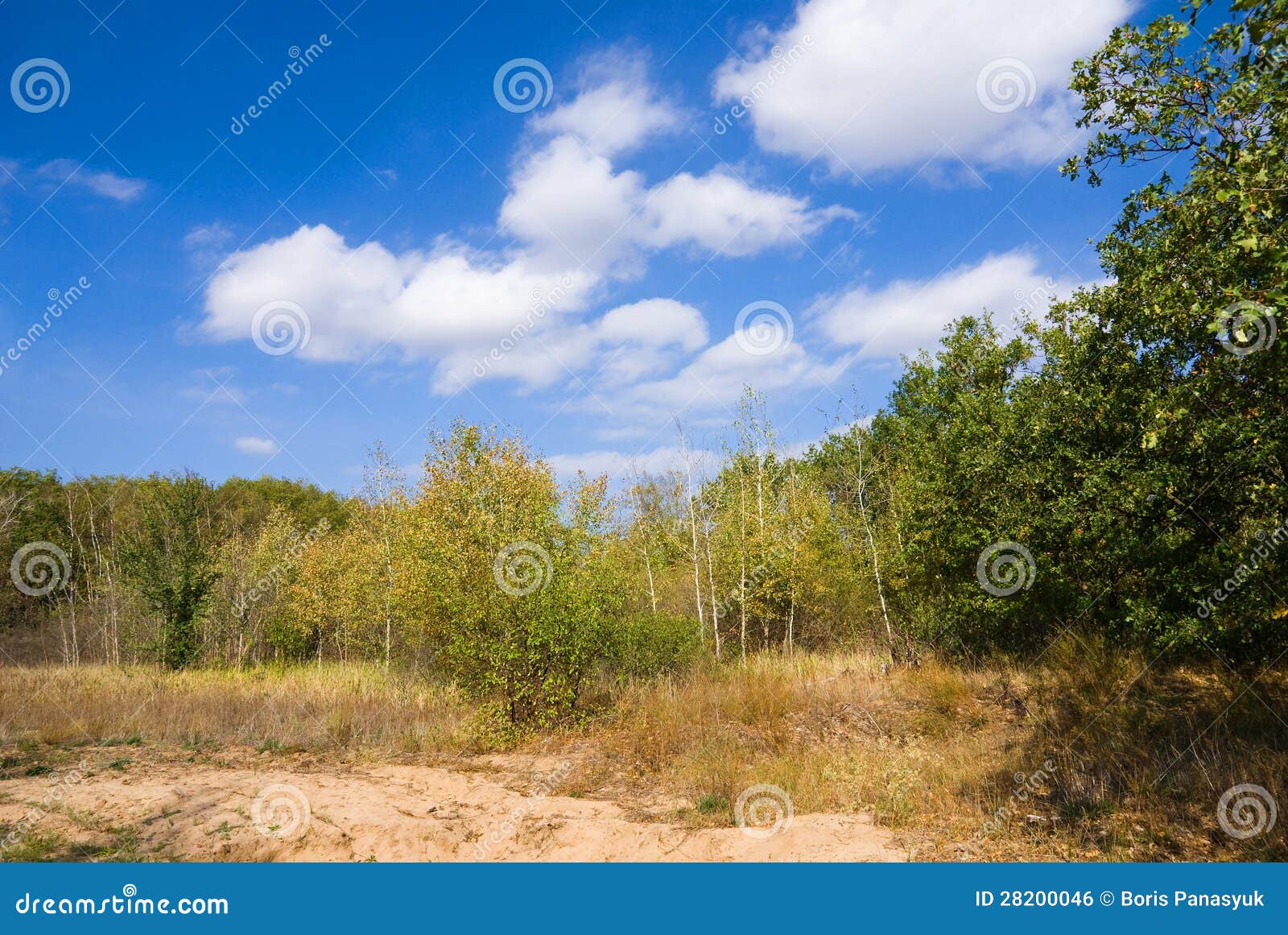 Forest Plantations on the Sands Stock Photo - Image of grass ...