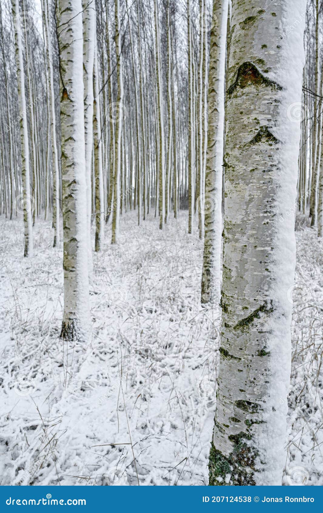 Forest of Planted Birch Trees in Sweden Stock Photo - Image of white ...