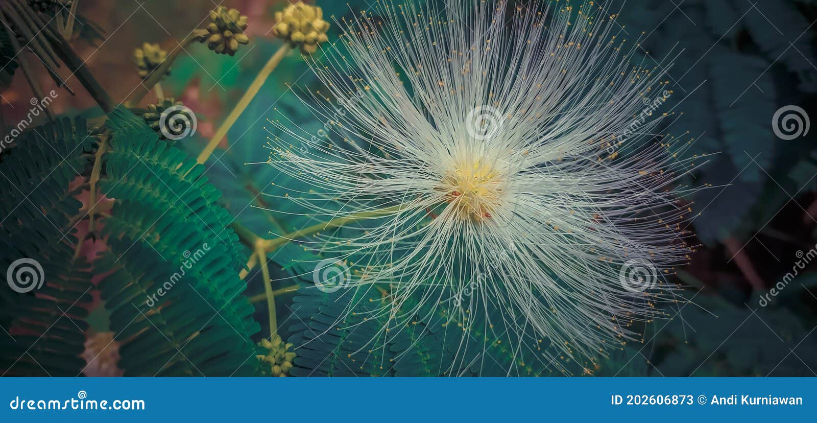 Forest Plants in the Highlands Stock Image - Image of flower, highlands ...