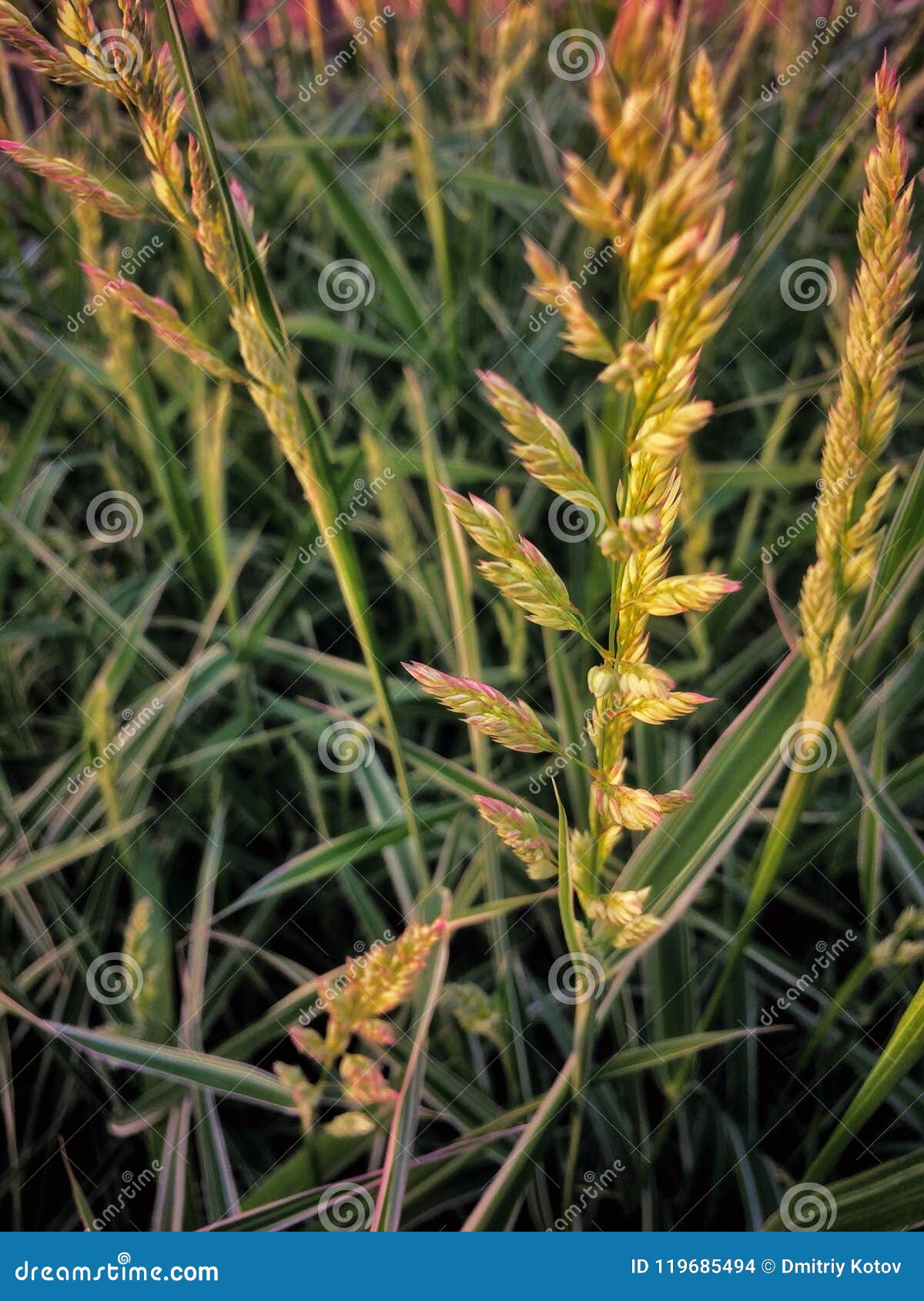 Green forest grass stock photo. Image of green, forest - 119685494