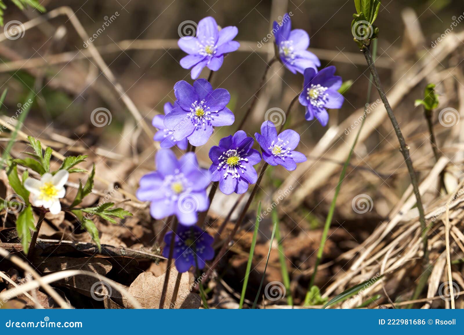 Forest Plants in the Spring Stock Photo - Image of season, blue: 222981686