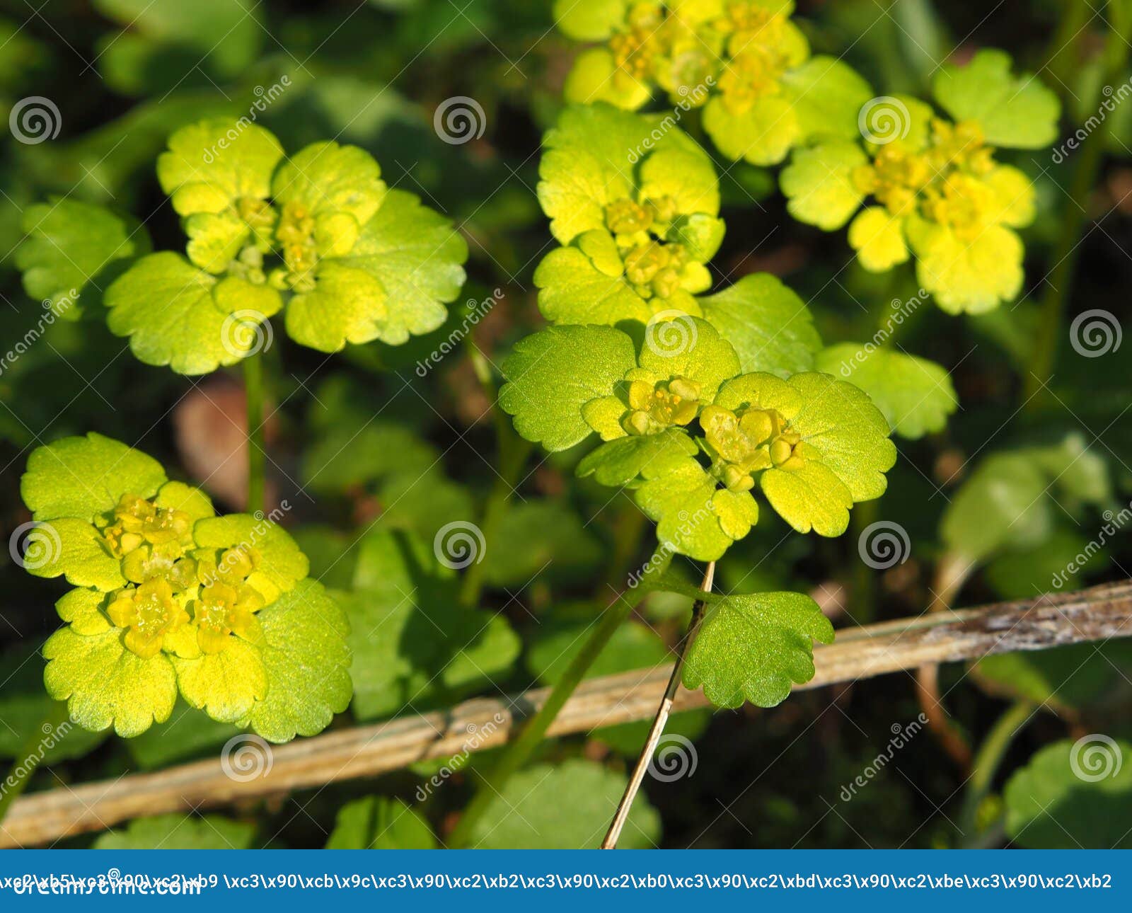 Forest Plants. Spring Sprouts of the Common Spleen, Chrysosplenium ...