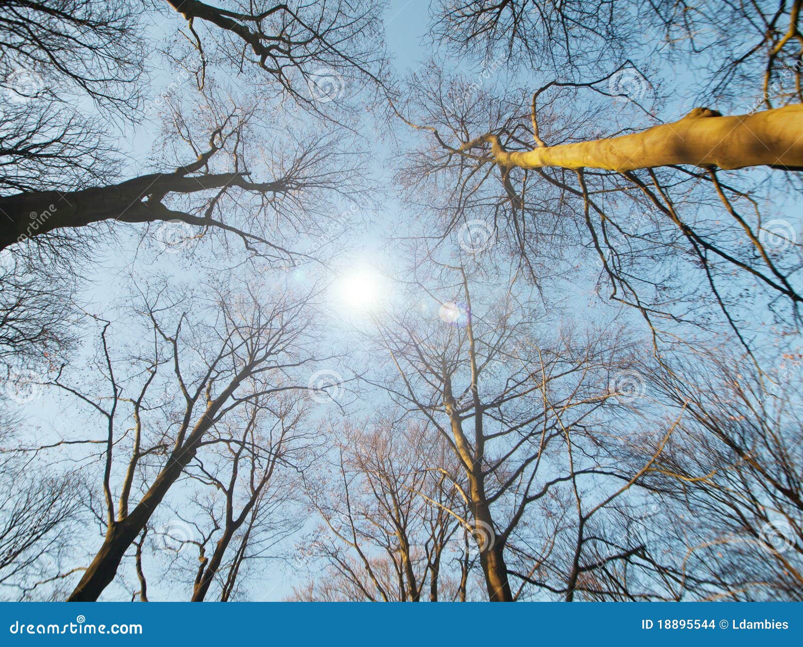 Forest point of view stock photo. Image of botany, tall - 18895544