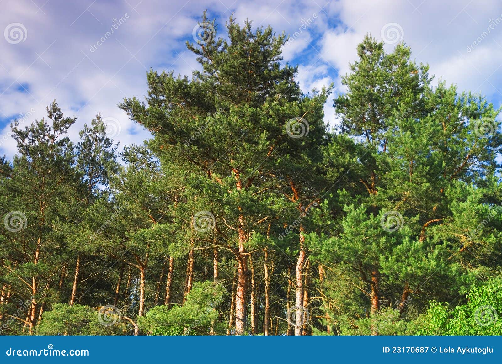 Forest in Poland stock image. Image of mist, park, forest - 23170687