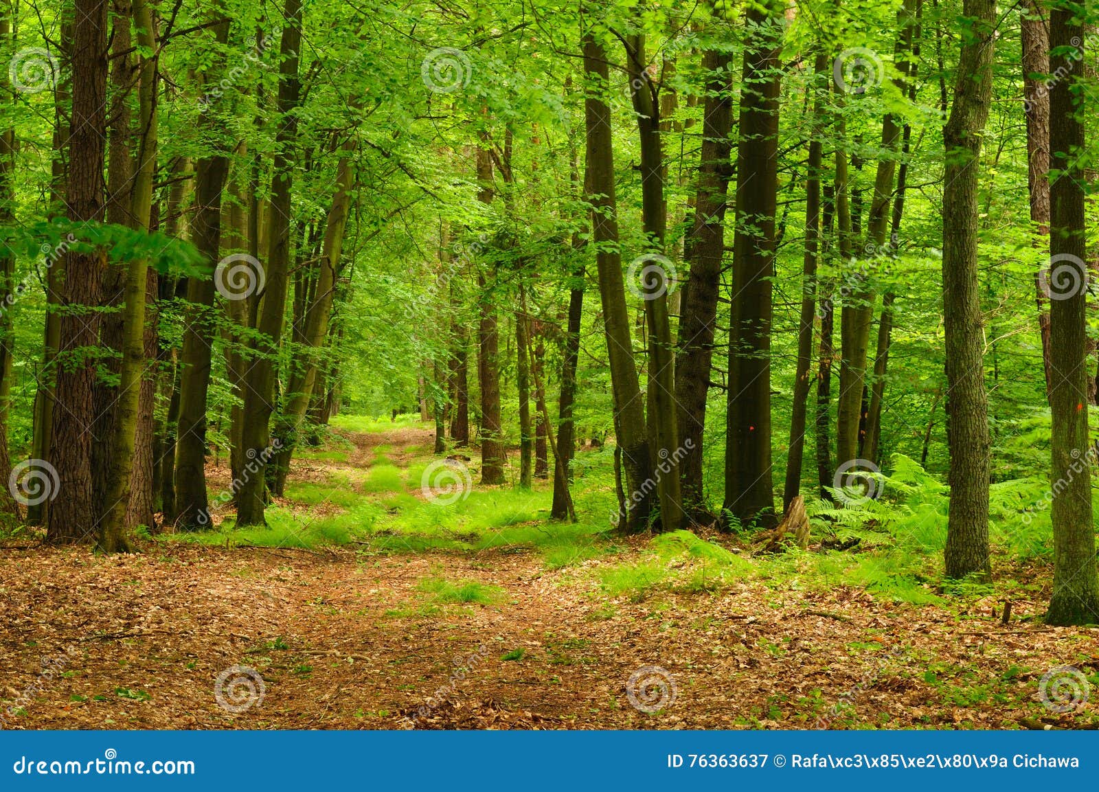 Forest, Poland stock image. Image of evergreen, scenery - 76363637