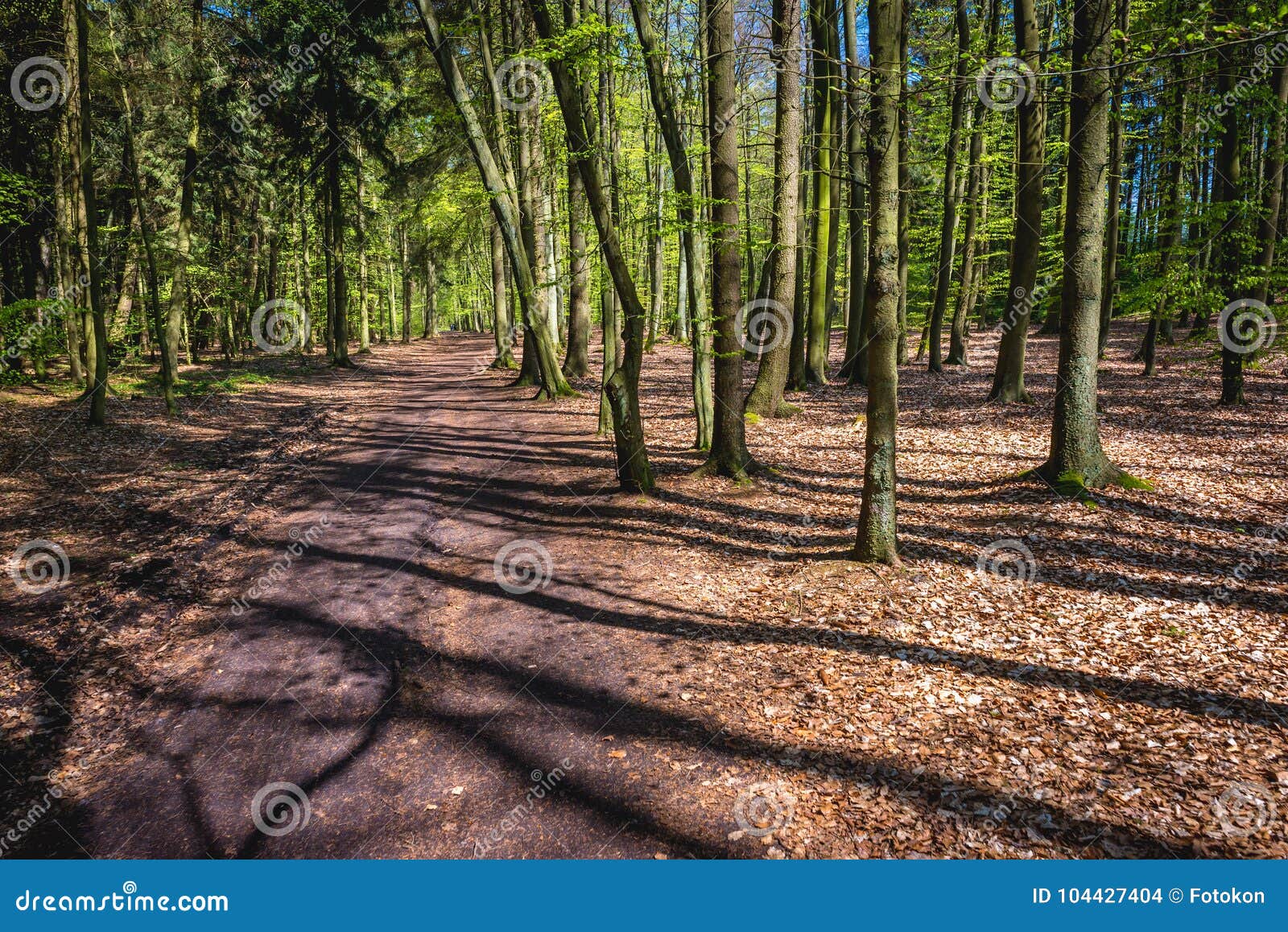 Forest in Poland stock photo. Image of bath, lane, bicycle - 104427404