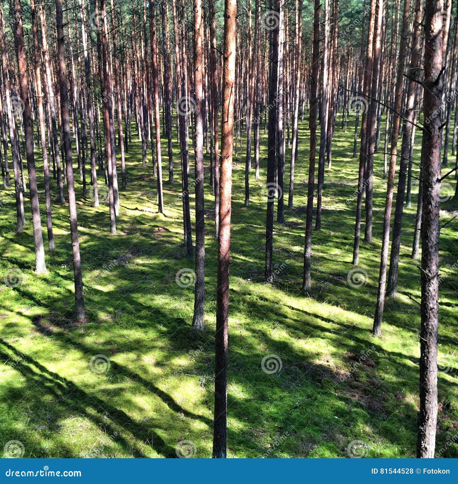 Forest in Poland stock photo. Image of polish, pines - 81544528