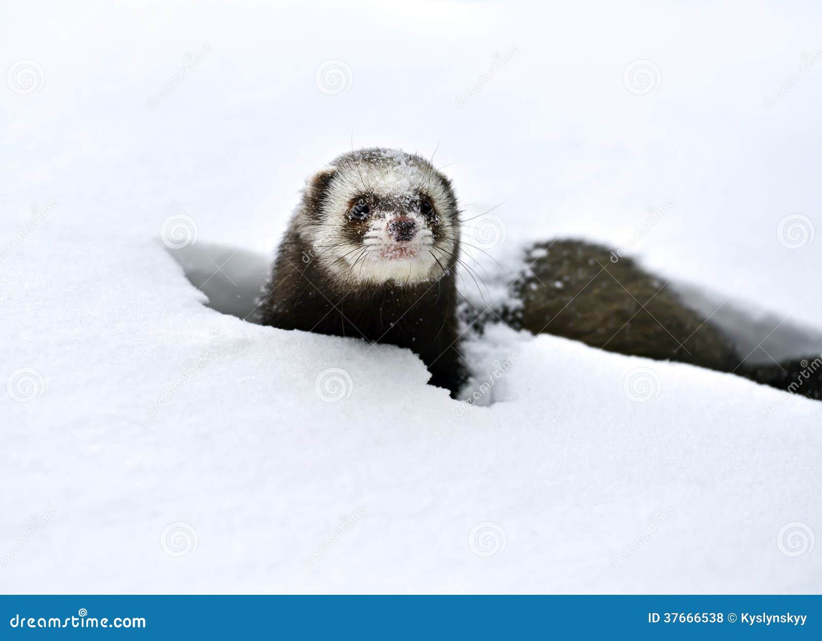 Forest polecat stock photo. Image of putorius, snow, polecat - 37666538