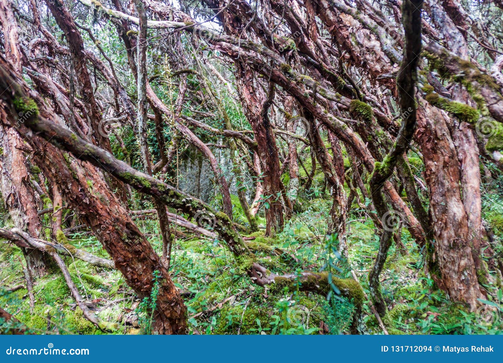 Forest of Polylepis trees stock photo. Image of scene - 131712094