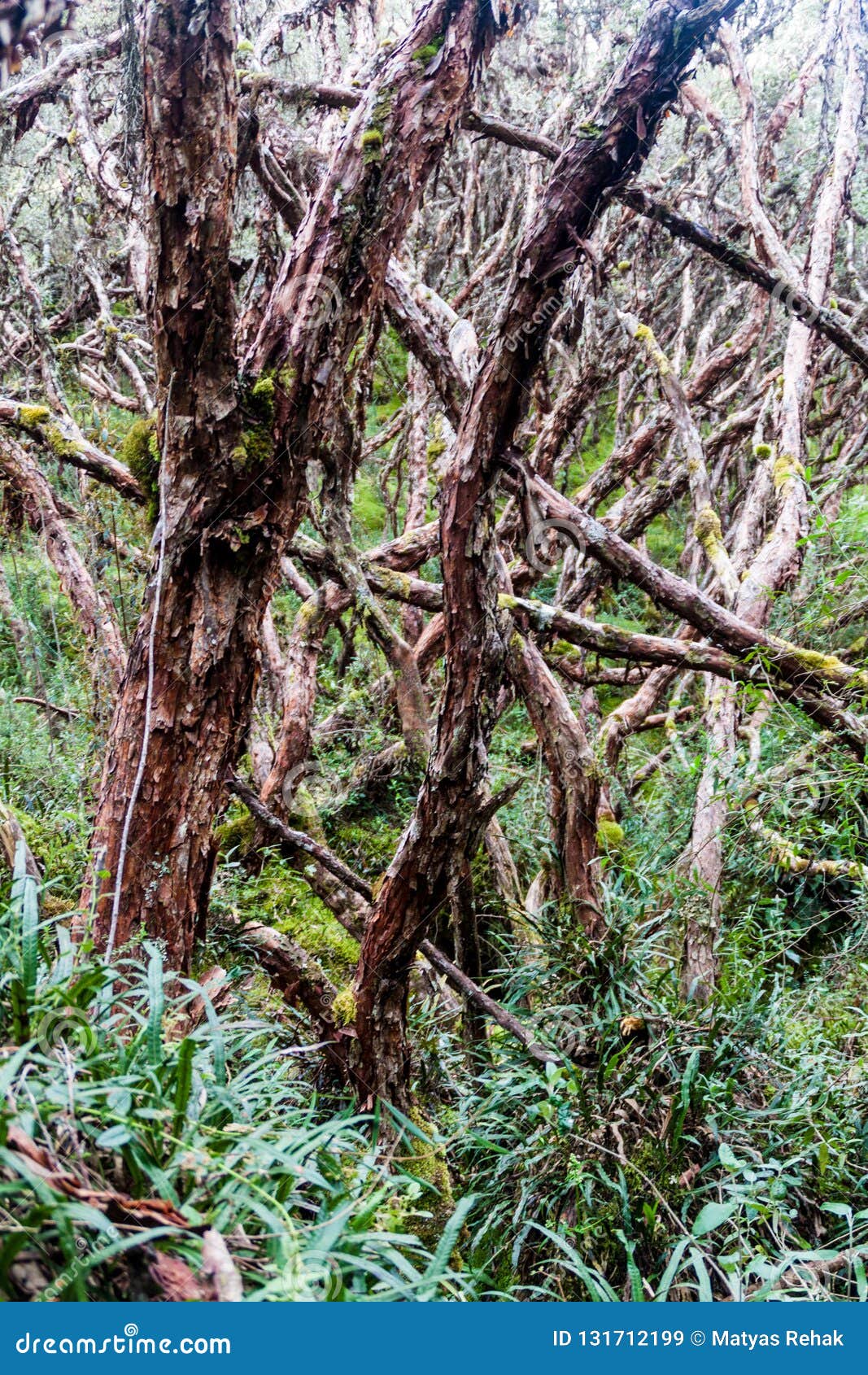 Forest of Polylepis trees stock image. Image of park - 131712199