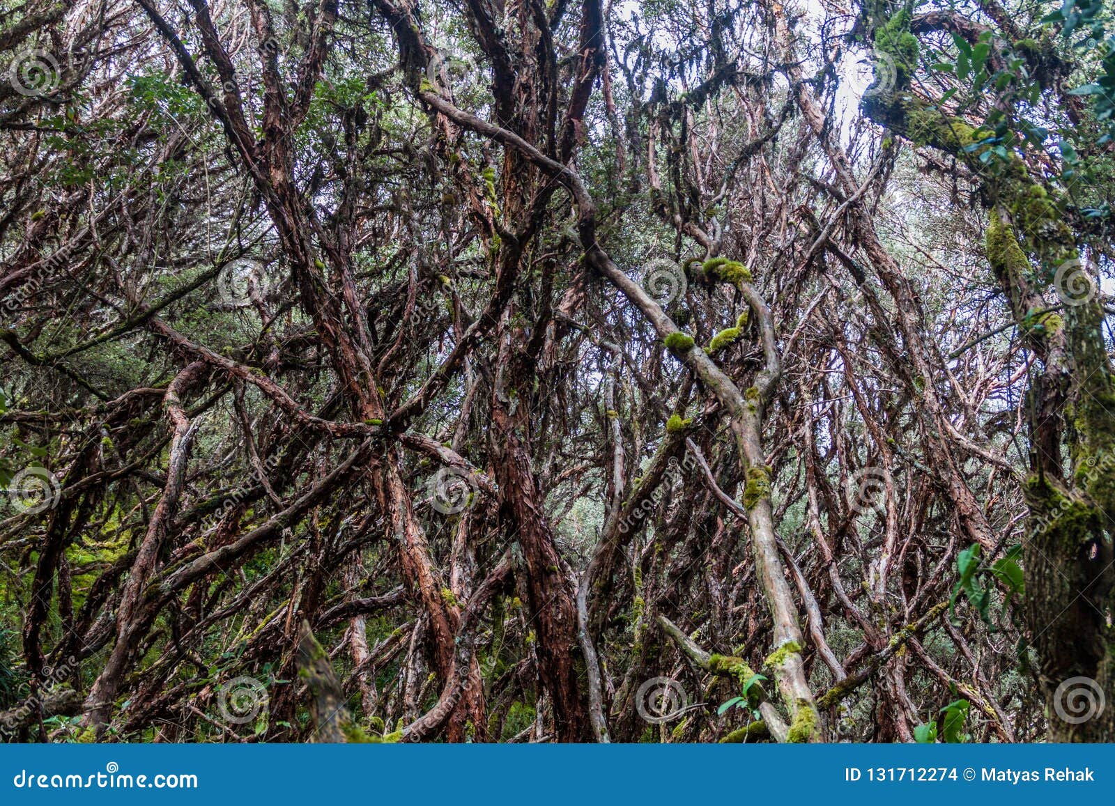 Forest of Polylepis trees stock photo. Image of ancient - 131712274