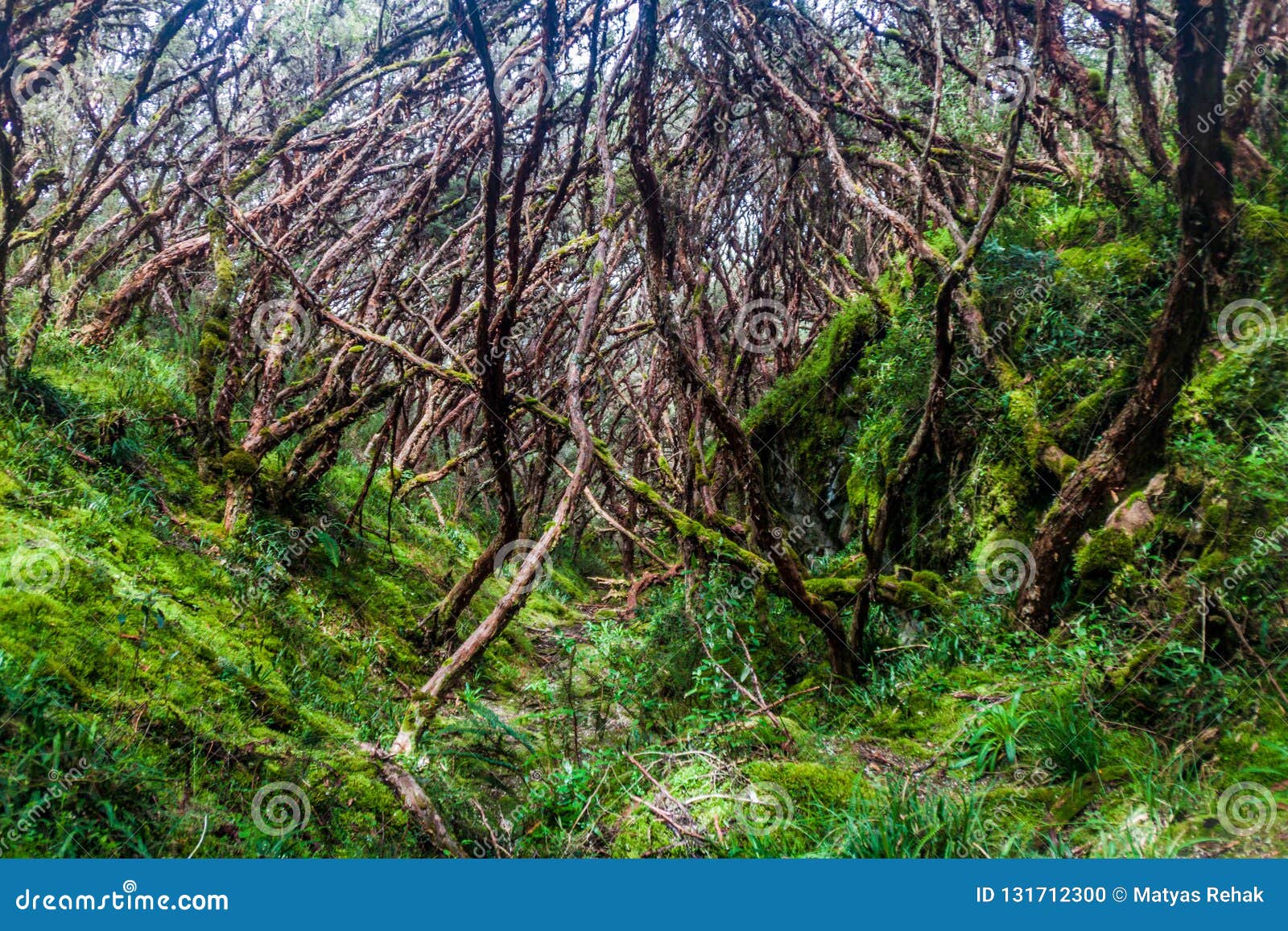 Forest of Polylepis trees stock photo. Image of ecuador - 131712300