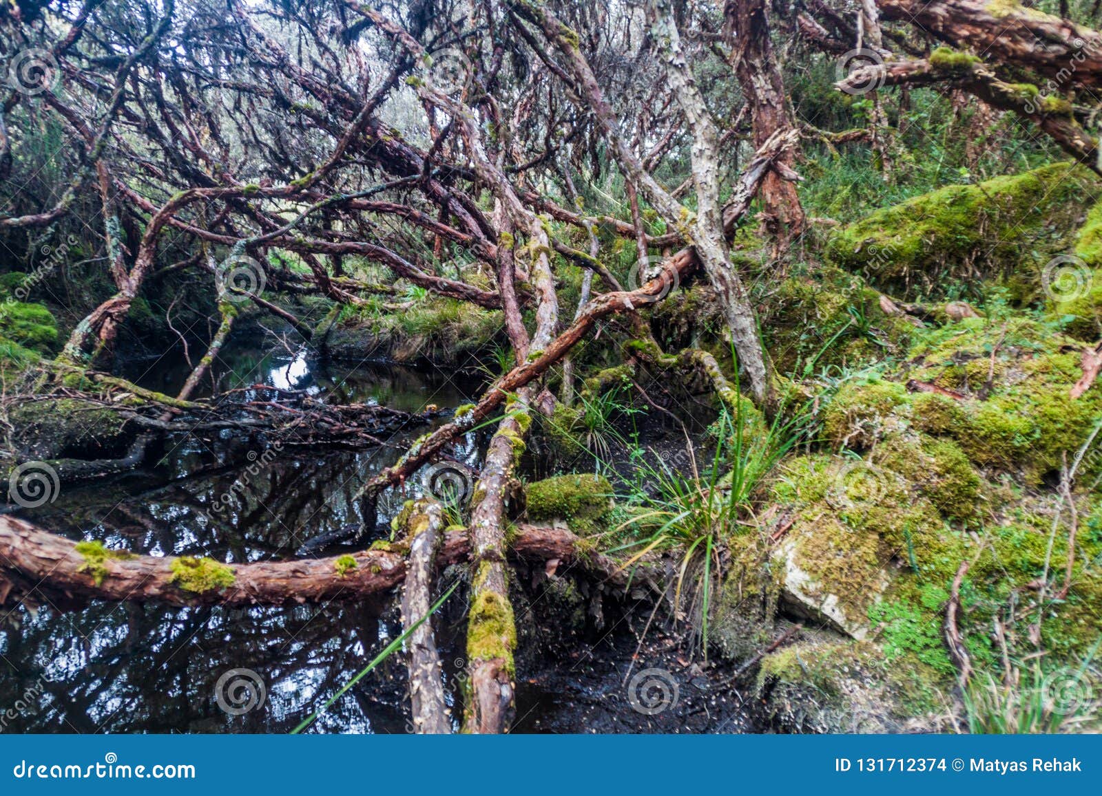 Forest of Polylepis trees stock photo. Image of country - 131712374