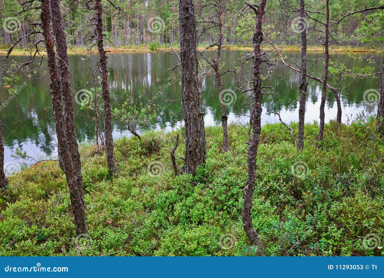 Forest pond stock image. Image of nature, conifer, boreal - 11293053