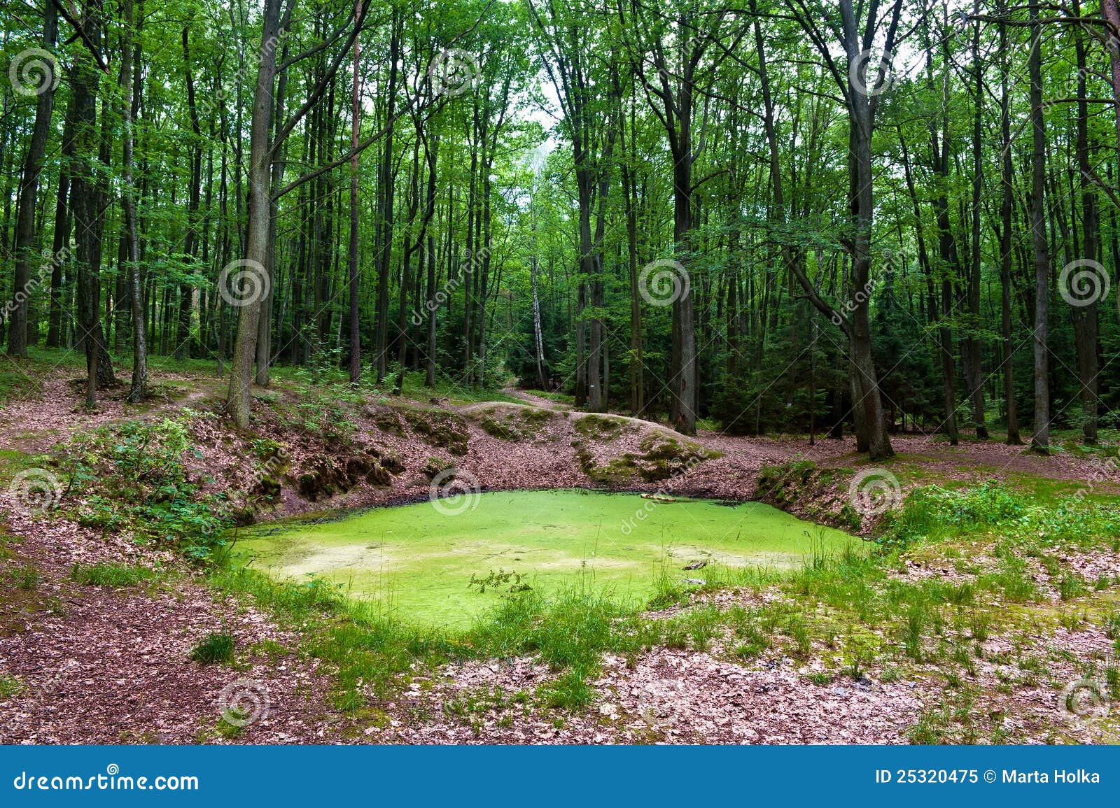 Forest pond stock image. Image of moss, branch, pond - 25320475