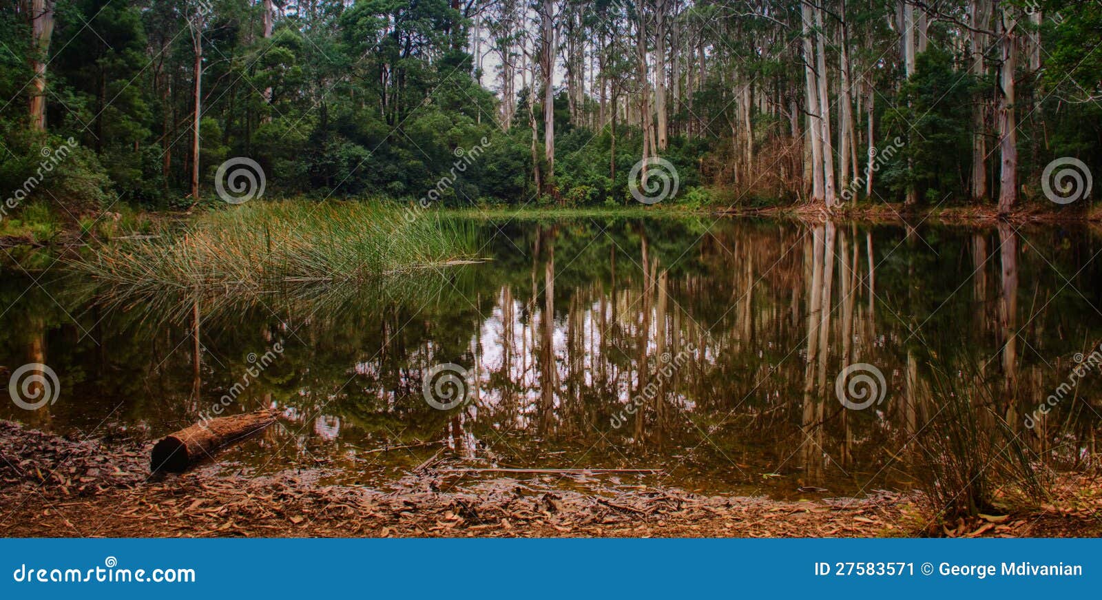Forest pond stock image. Image of darkness, place, summer - 27583571