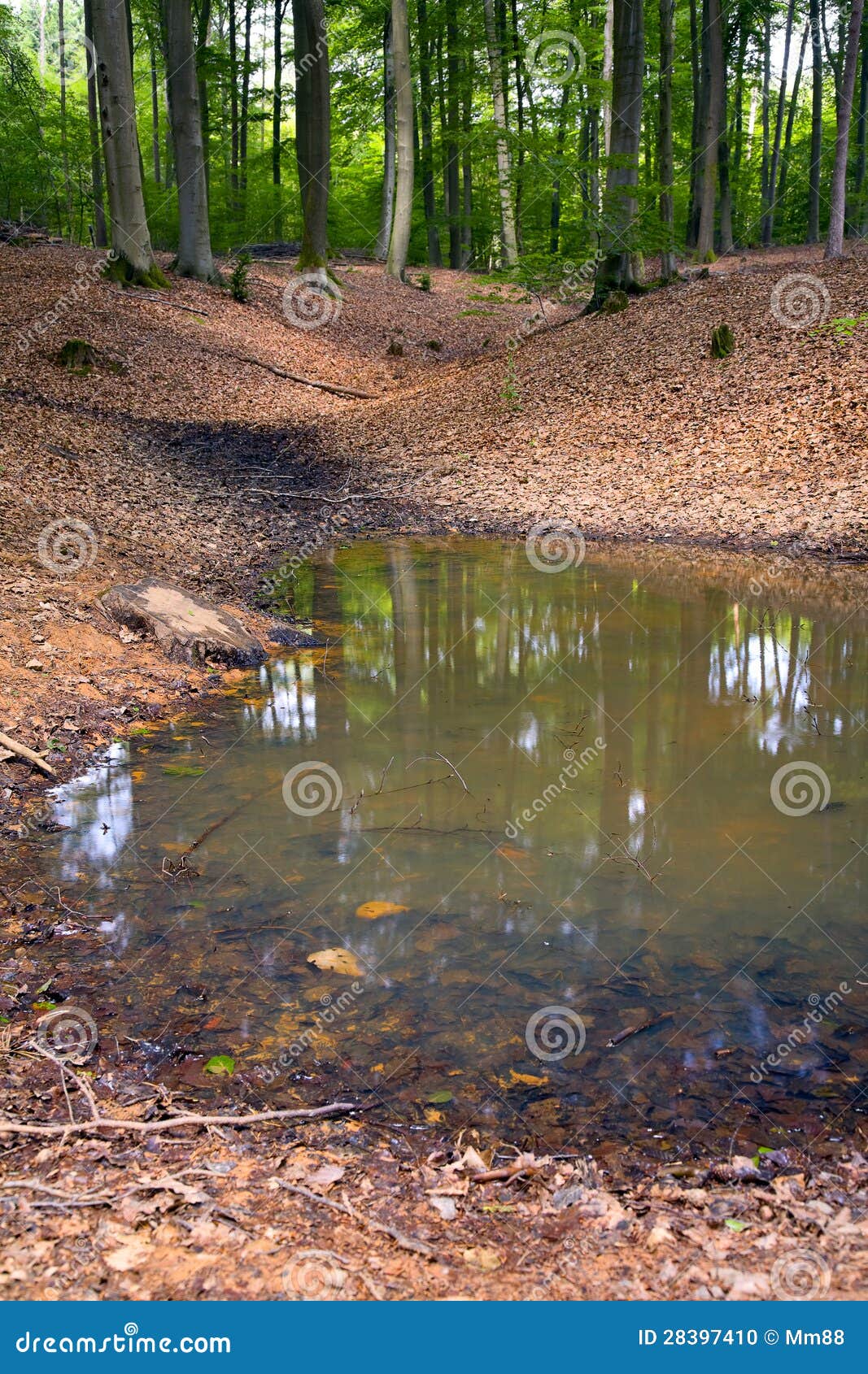 Forest pond stock photo. Image of branch, beech, brown - 28397410