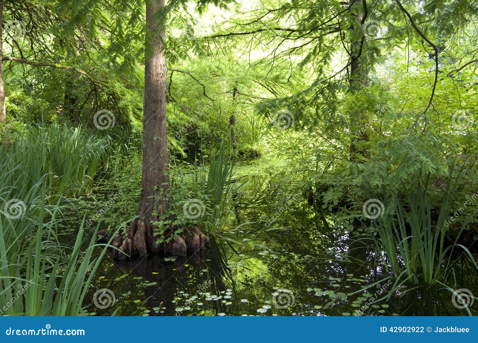 Forest Pond photo stock. Image du sauvage, forêt, nature - 42902922