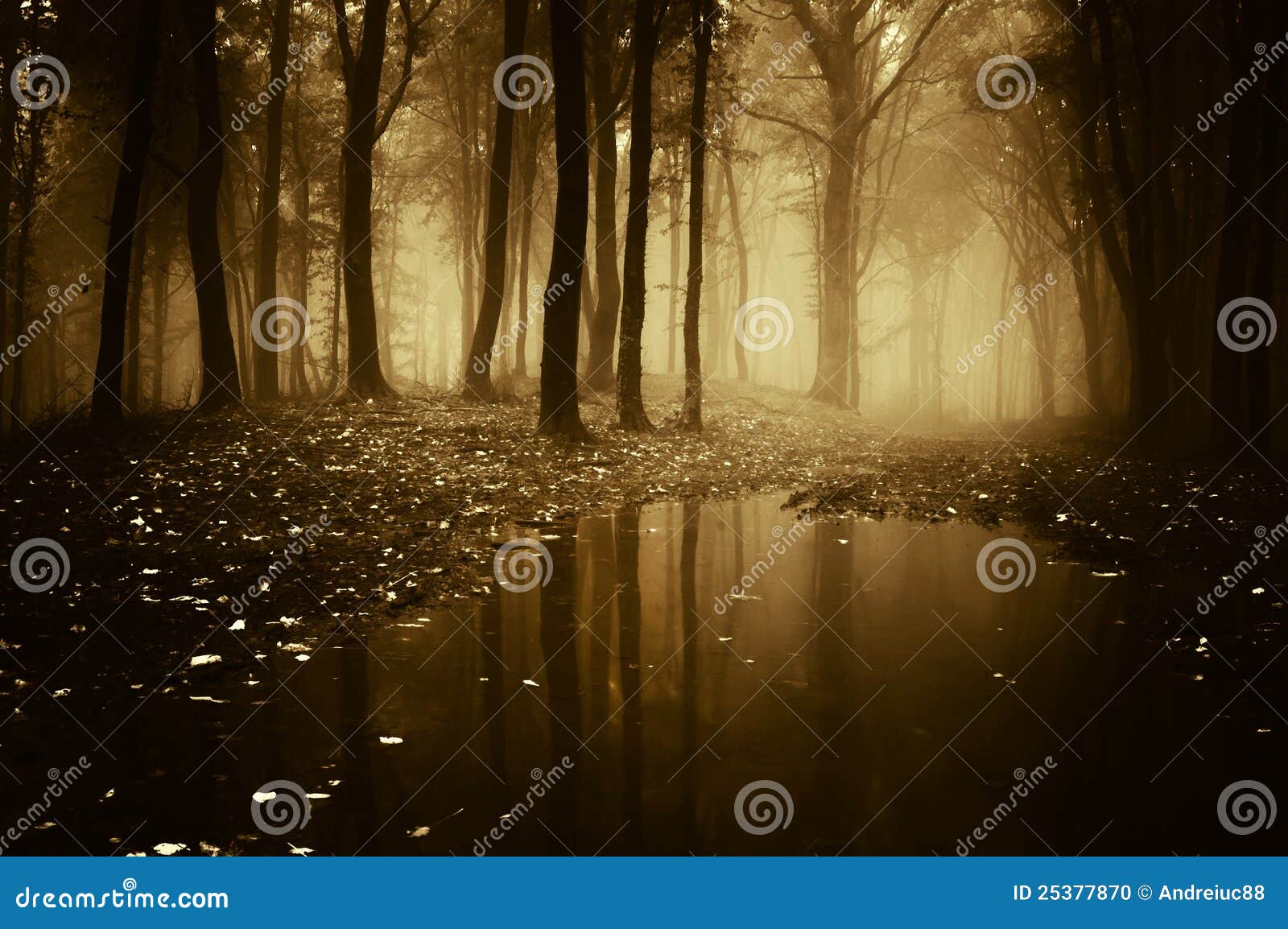 Forest with pond in autumn stock photo. Image of branch - 25377870
