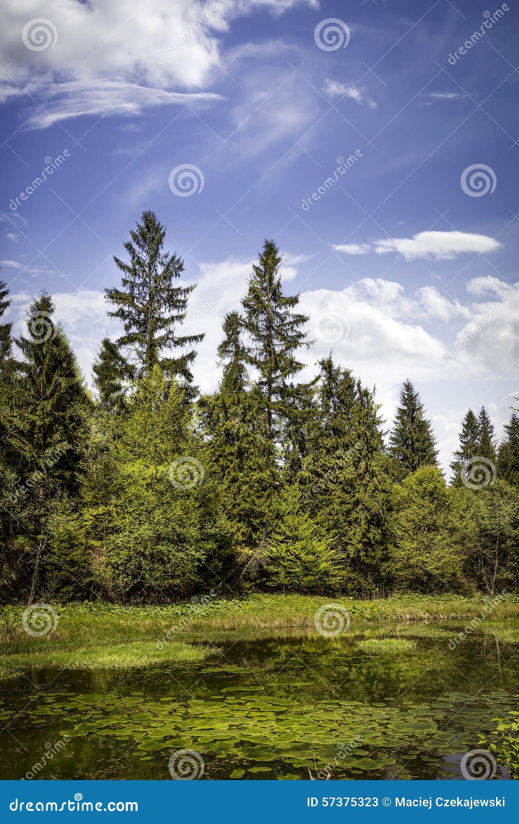 Forest pond stock image. Image of european, plant, pond - 57375323
