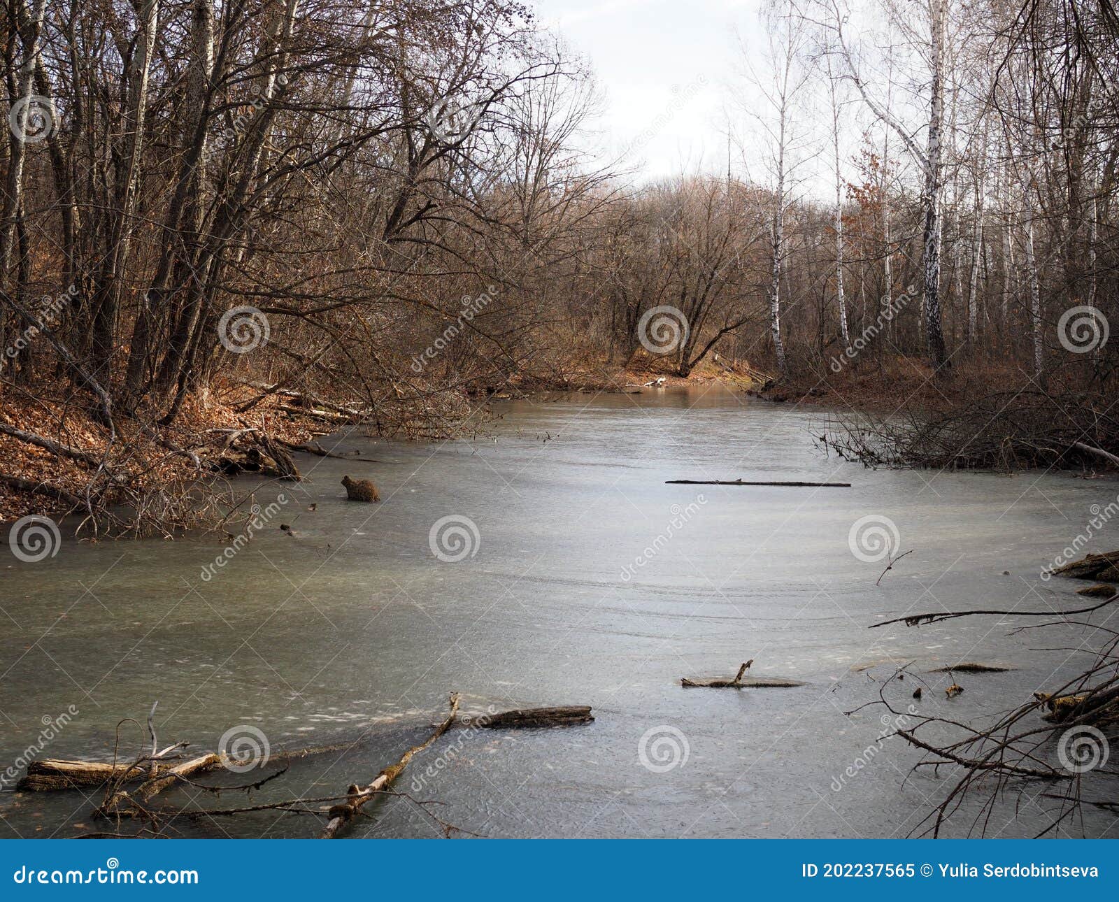 Forest Pond at the Beginning of Winter. Freezing-over Stock Image ...