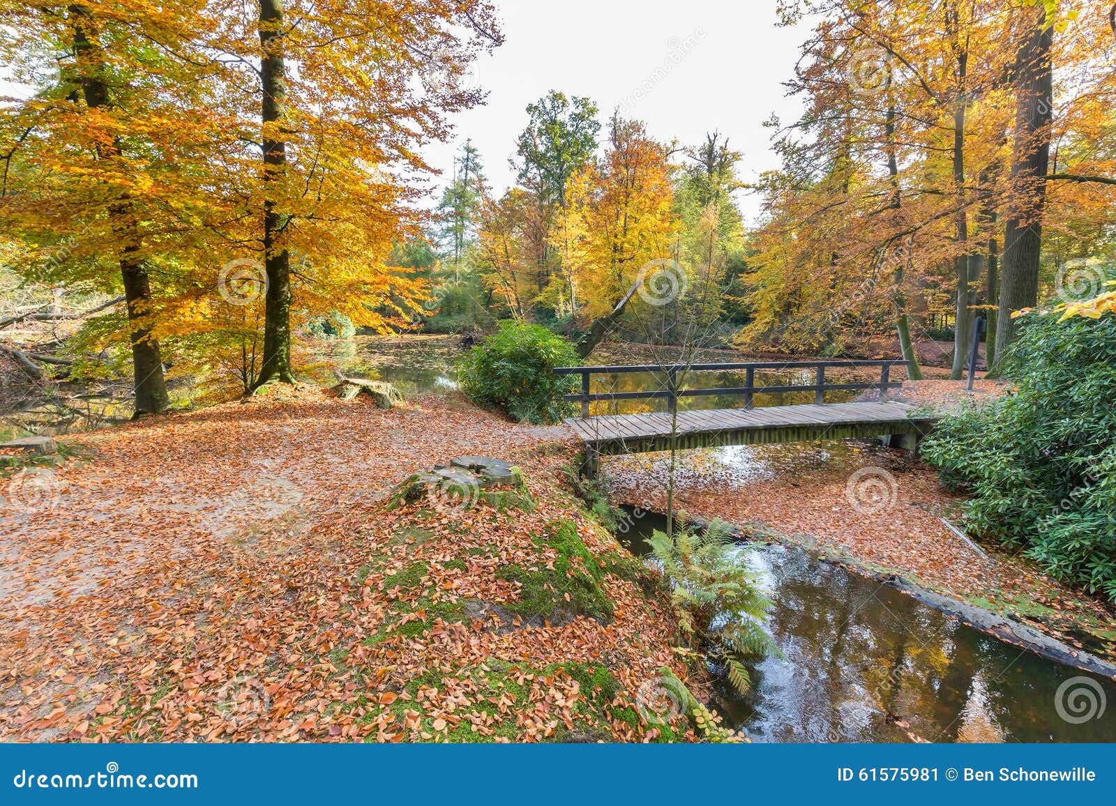 Forest Pond with Bridge in Autumn Colors Stock Image - Image of dirt ...