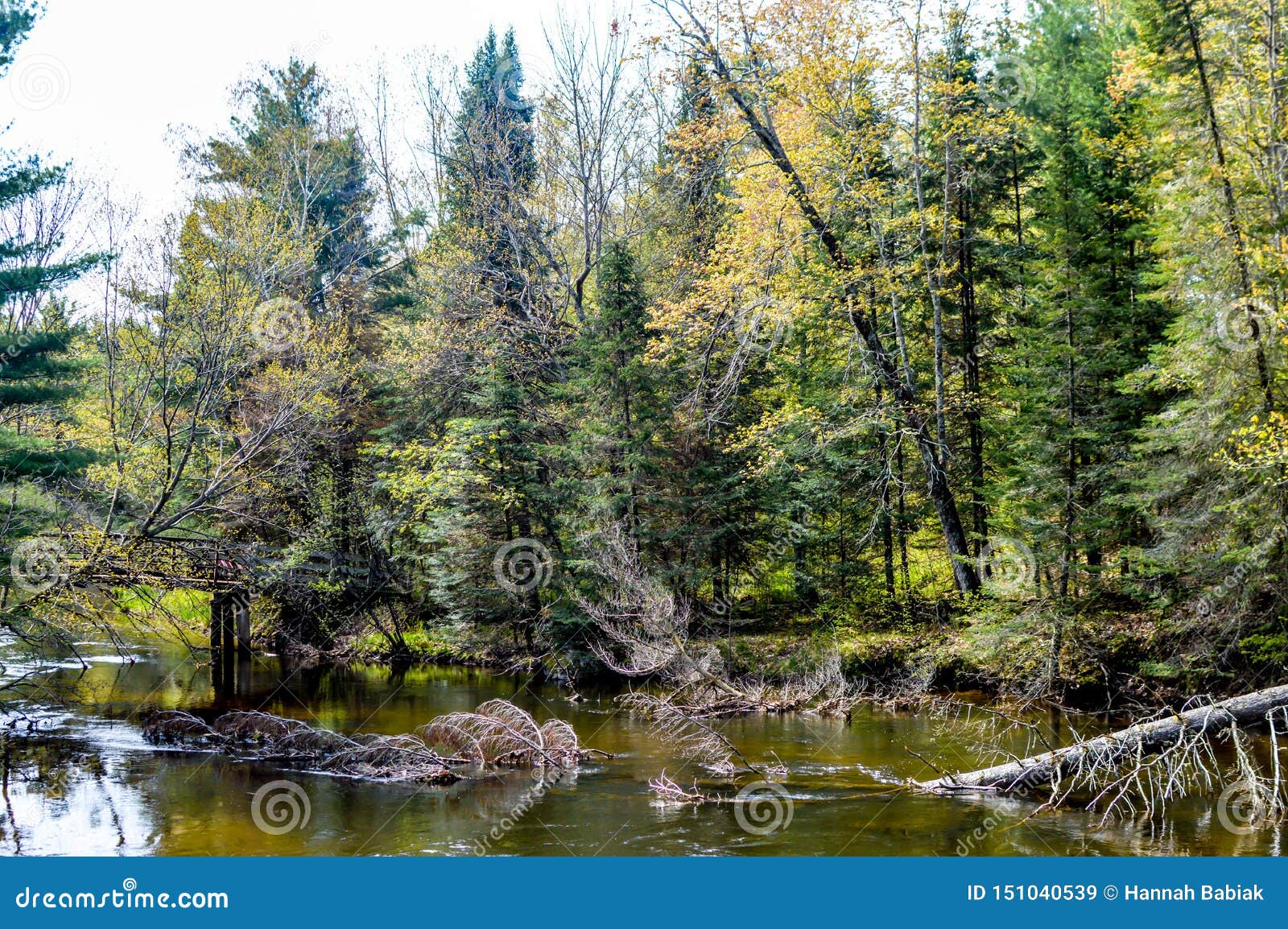 Forest with Pond and Dead Tree Stock Image - Image of branches, holiday ...