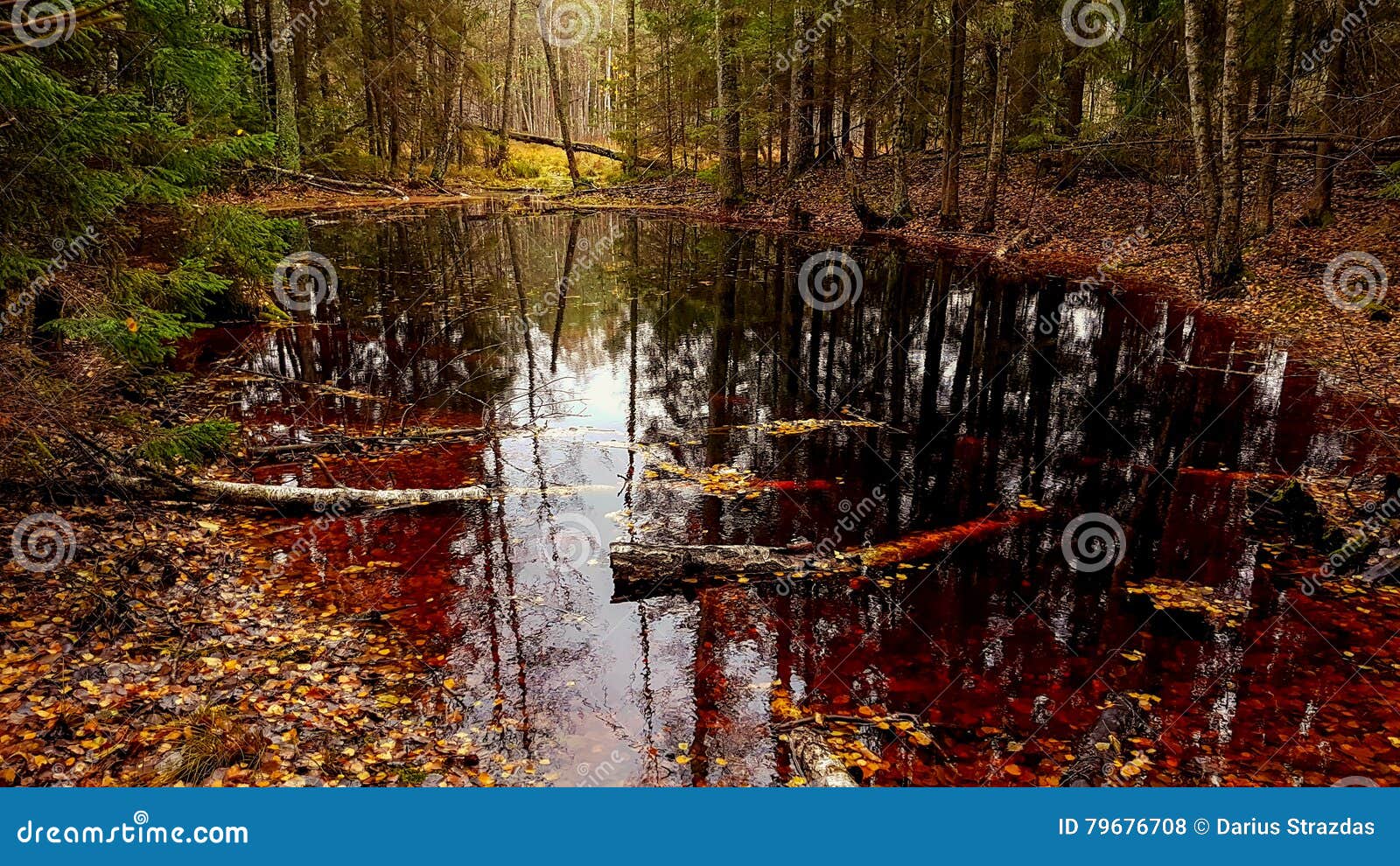 Forest pond stock photo. Image of rural, scenery, forest - 79676708