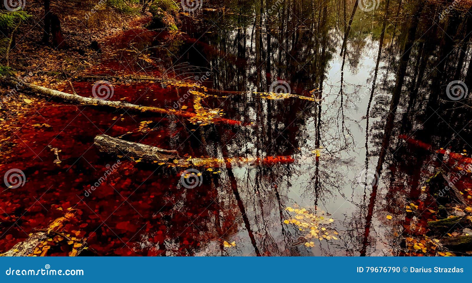 Forest pond stock photo. Image of forest, landscape, pond - 79676790