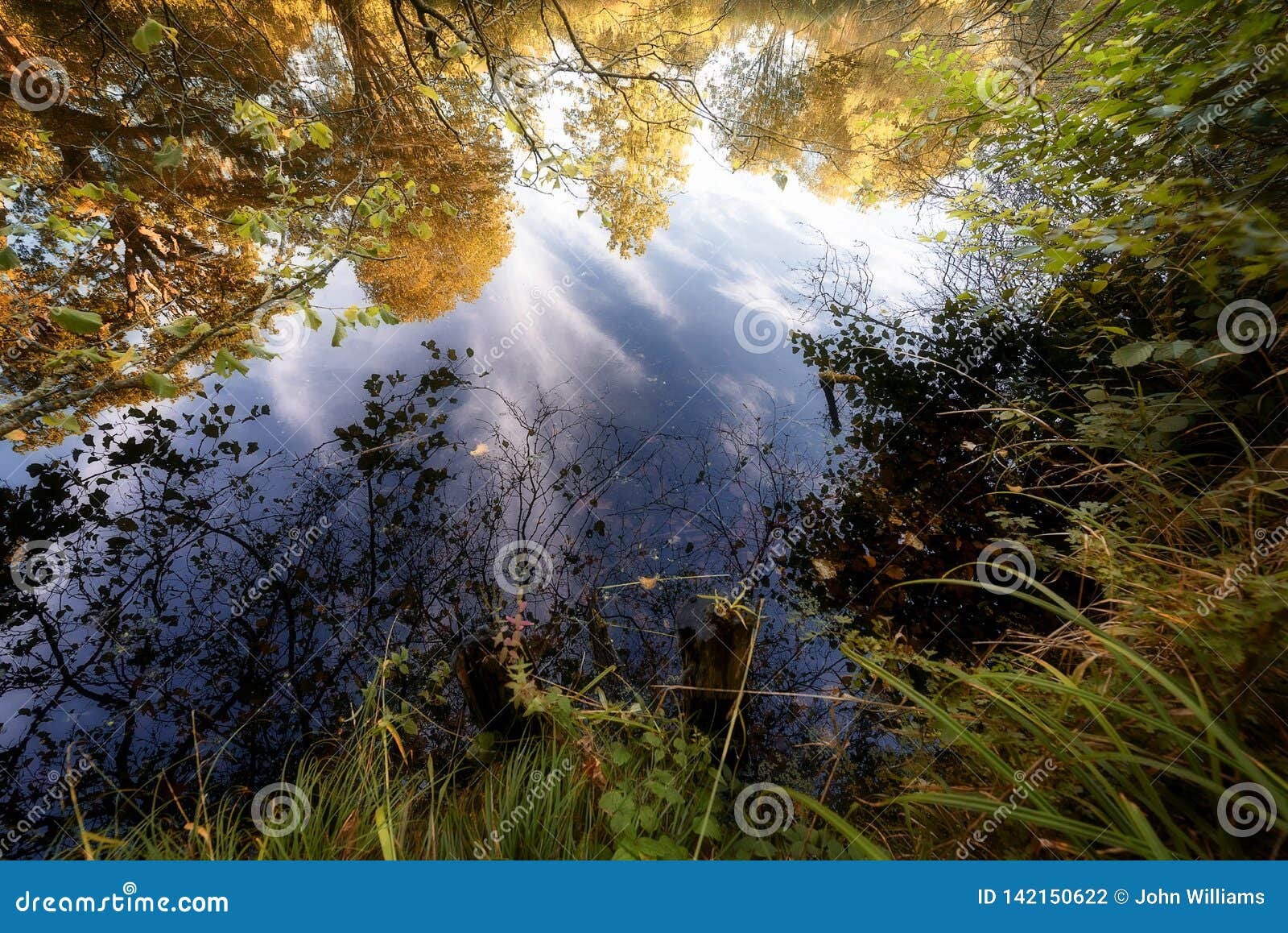 Forest Pond Fantasy with Tree Reflections Stock Photo - Image of bright ...