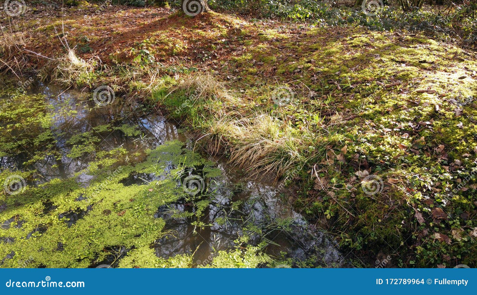 Forest pond and ground stock photo. Image of pond, background - 172789964