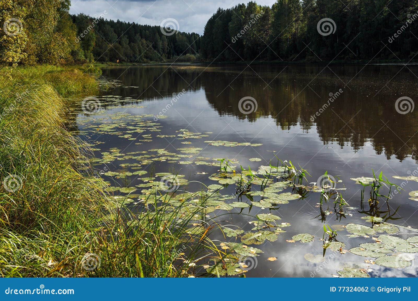 Forest pond stock photo. Image of valley, color, nature - 77324062