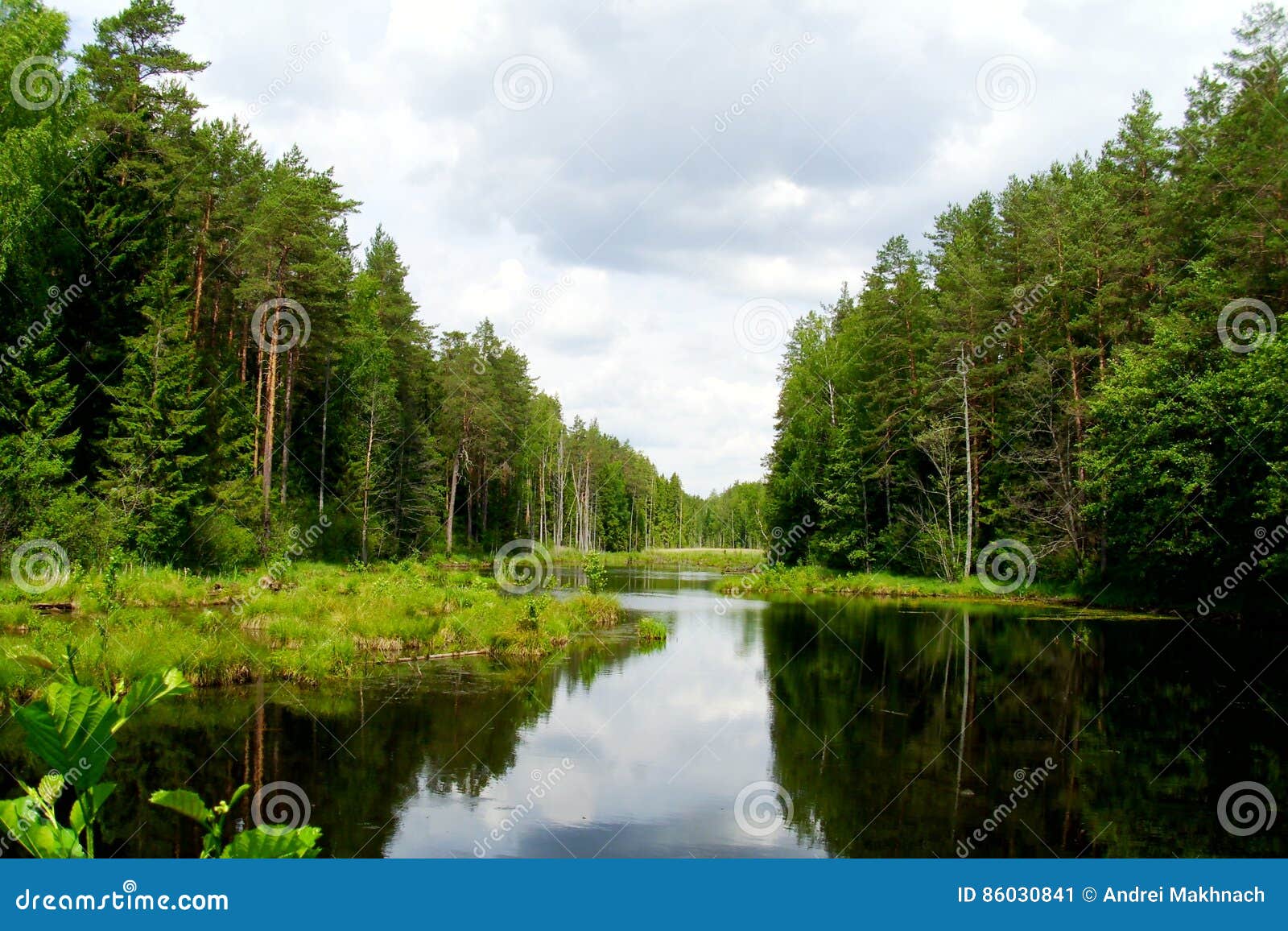 Forest pond stock image. Image of water, clouds, coolness - 86030841