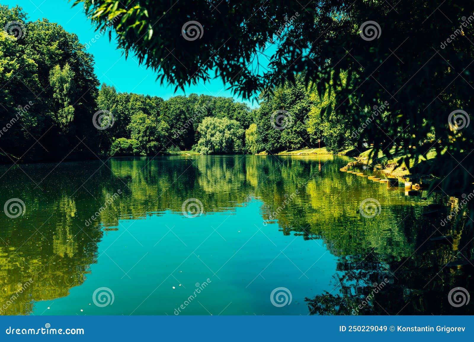 Forest Pond in Summer Nature Park. Green Nature Landscape Stock Image ...