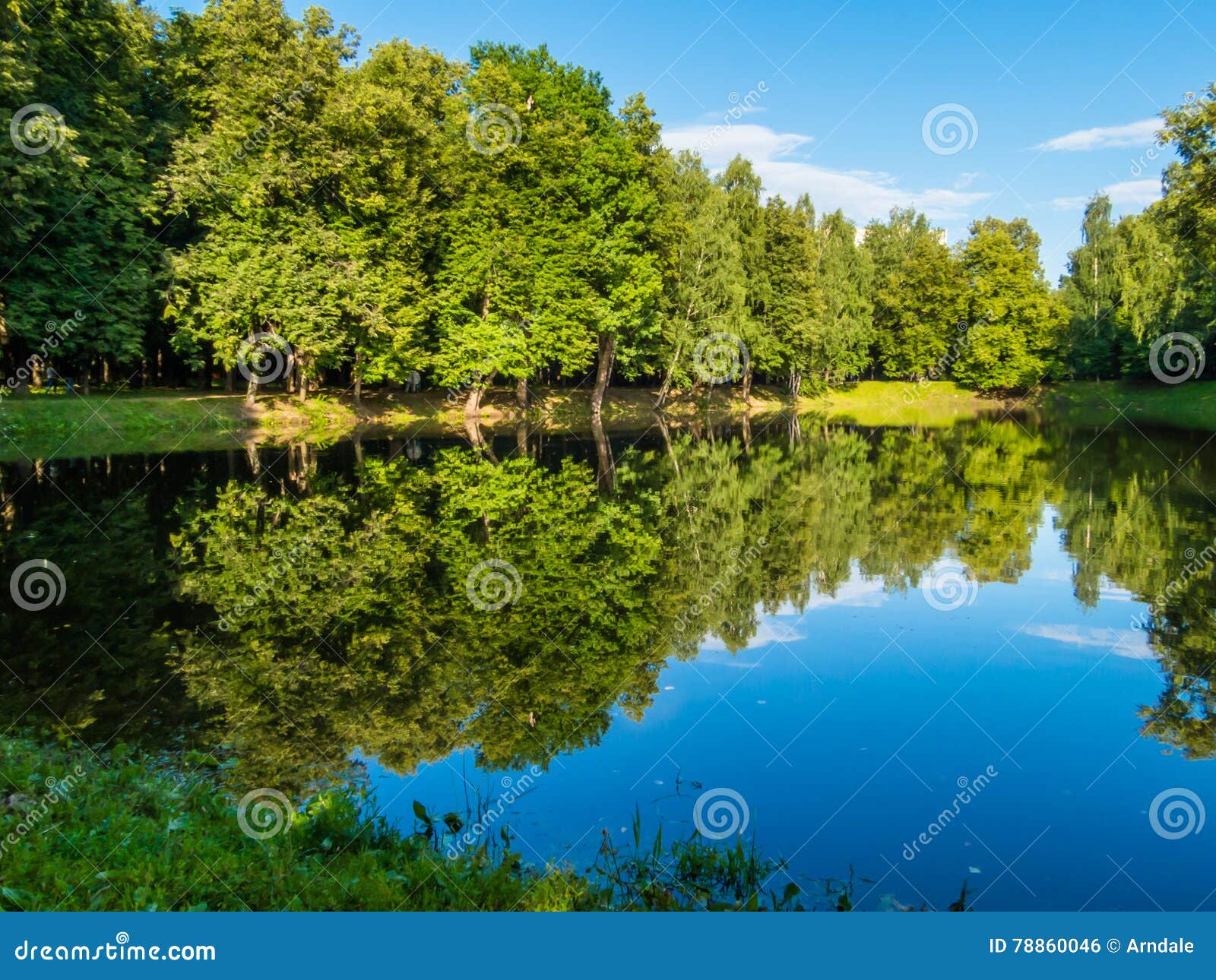 Forest pond at summer stock photo. Image of pond, poet - 78860046