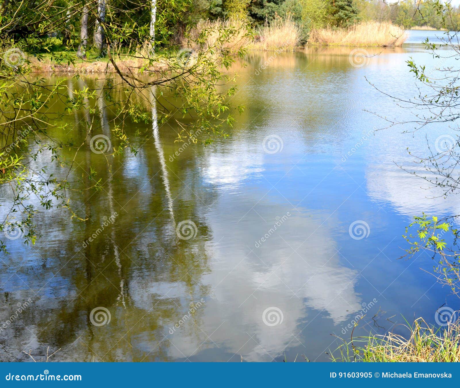 Forest pond stock image. Image of water, grass, green - 91603905