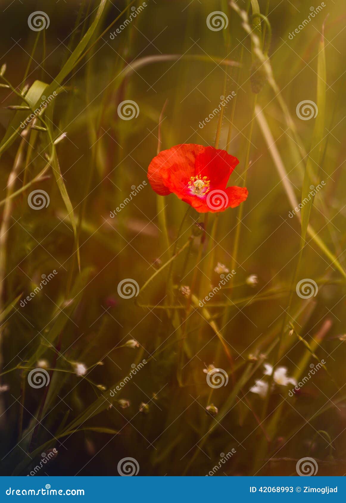 Forest poppy. stock image. Image of summer, beautiful - 42068993