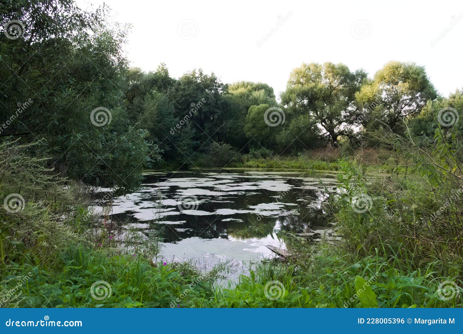 Forest pound stock photo. Image of tree, river, afternoon - 228005396
